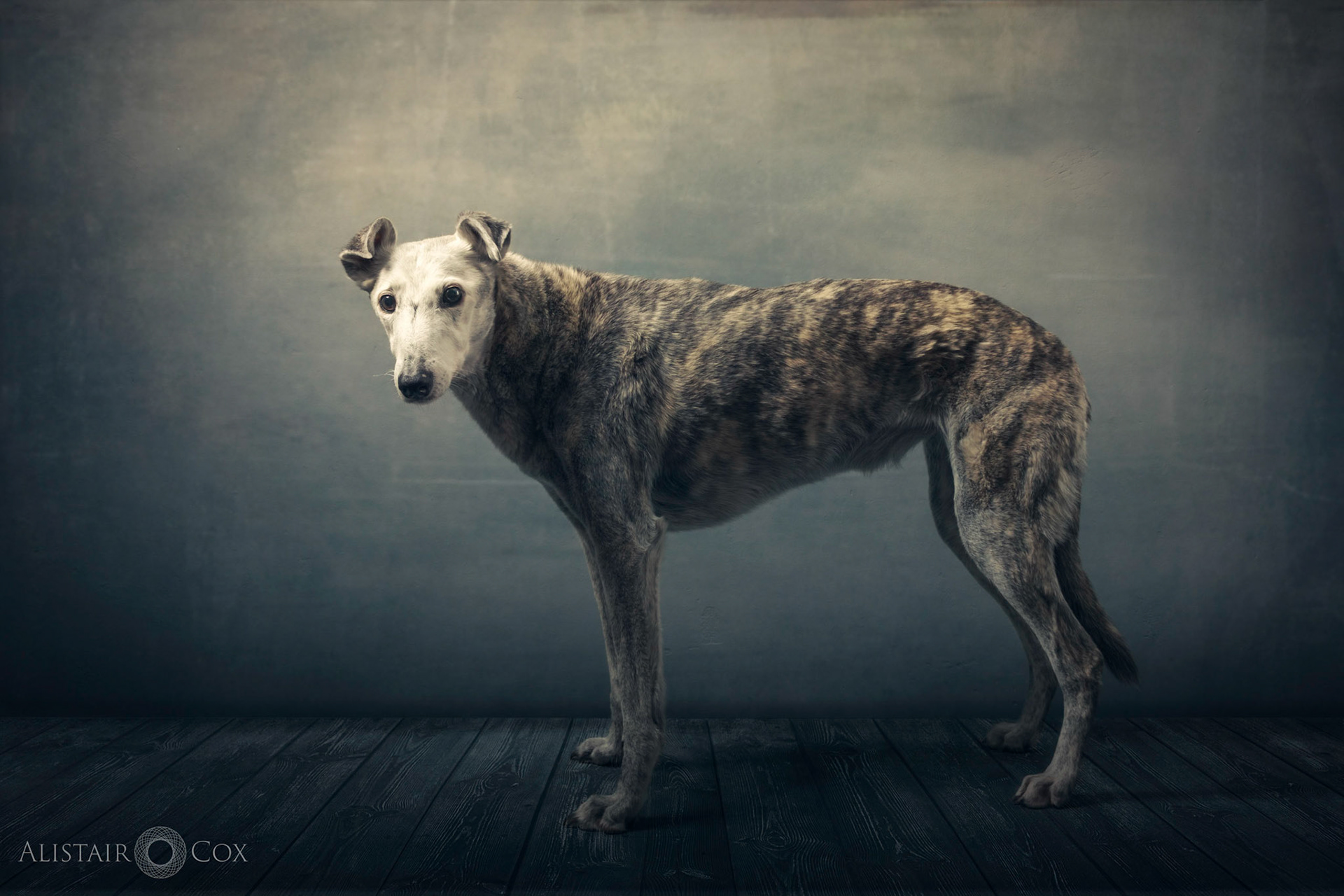 alistair cox - Animals