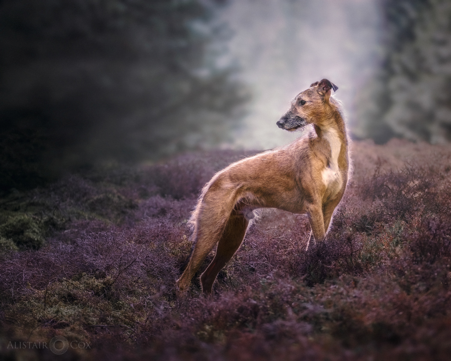 alistair cox - Animals