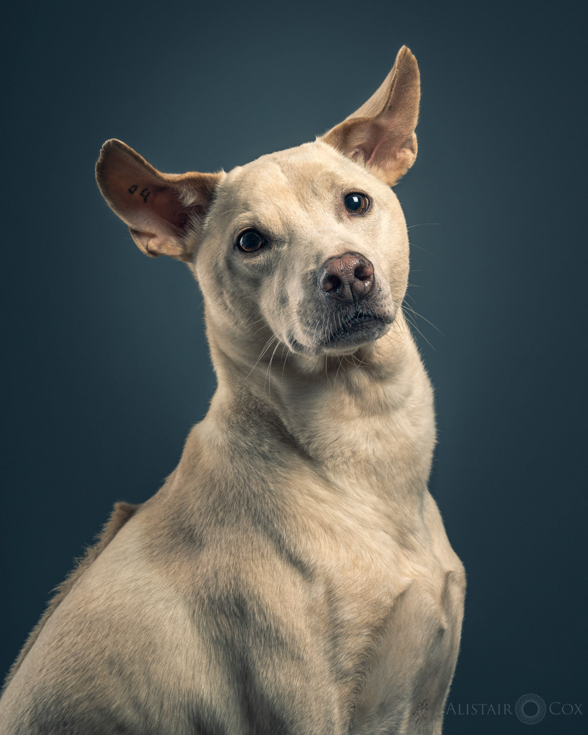 alistair cox - Animals