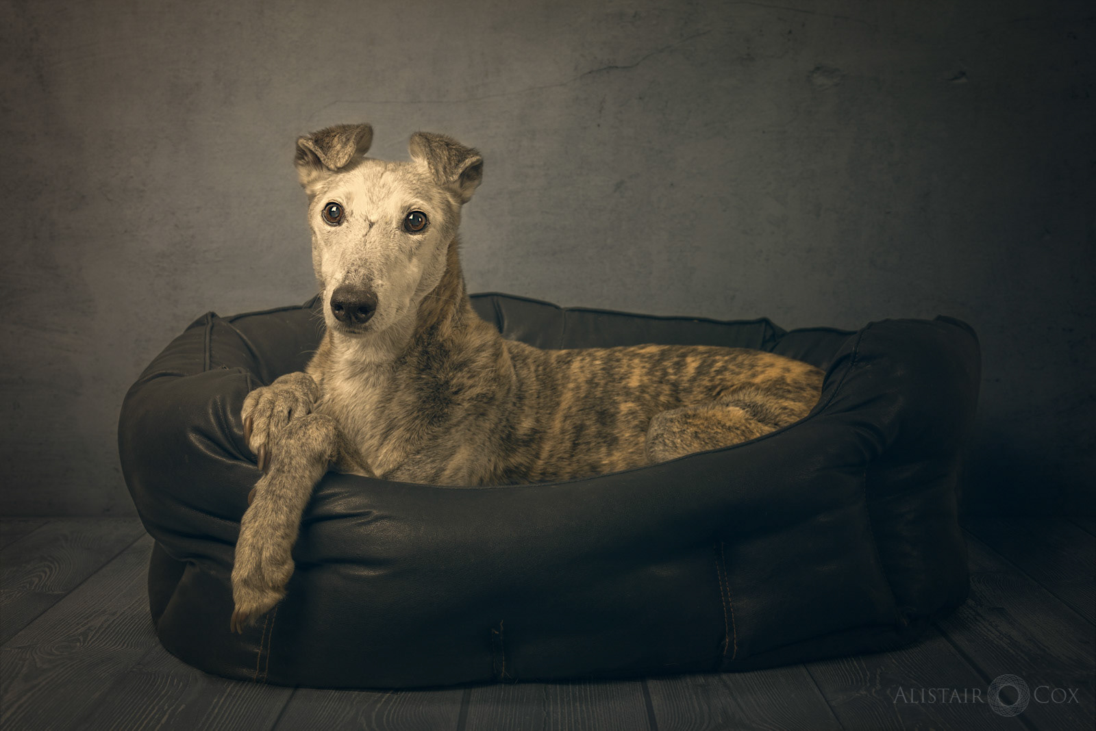 alistair cox - Animals