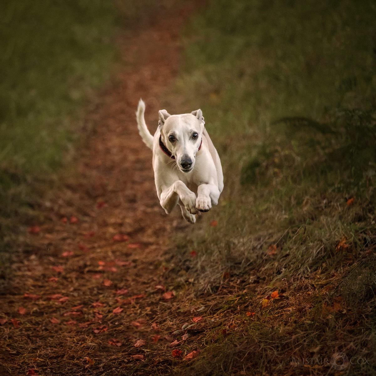 alistair cox - Animals