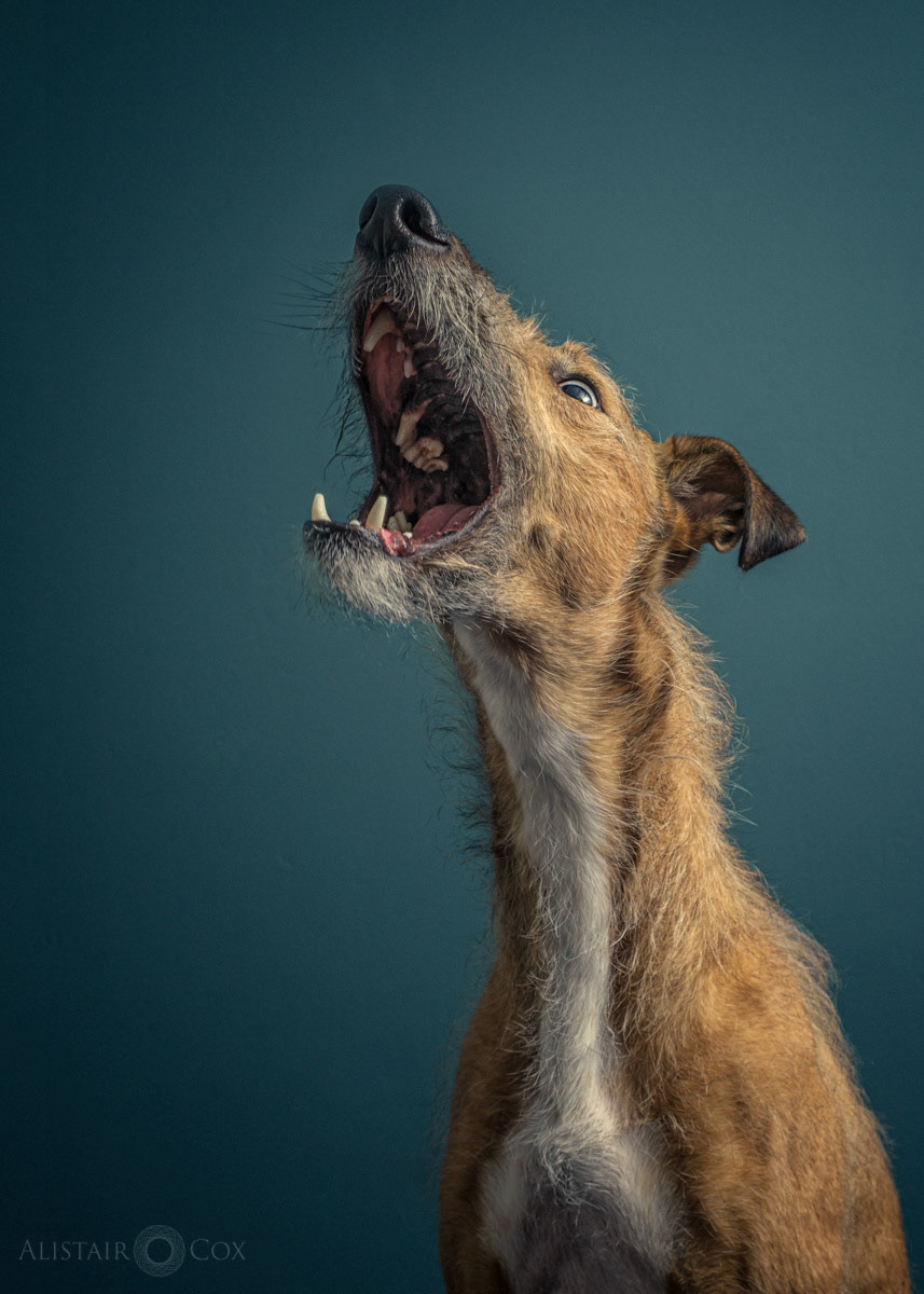 alistair cox - Animals