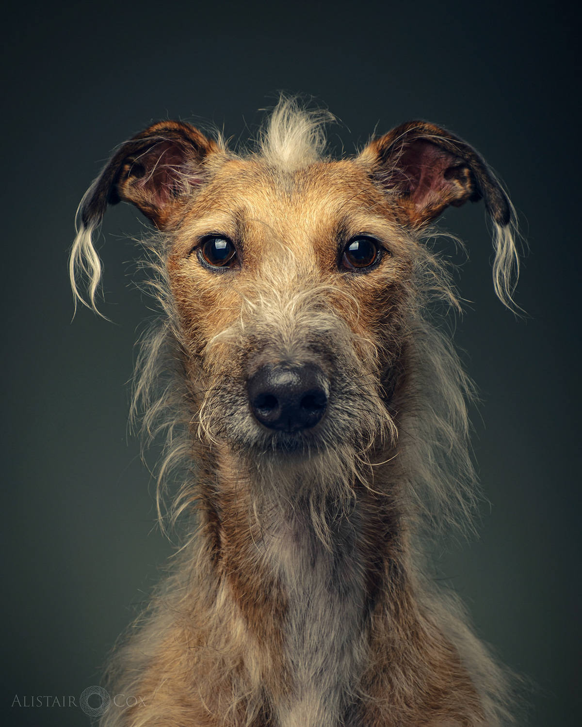 alistair cox - Animals