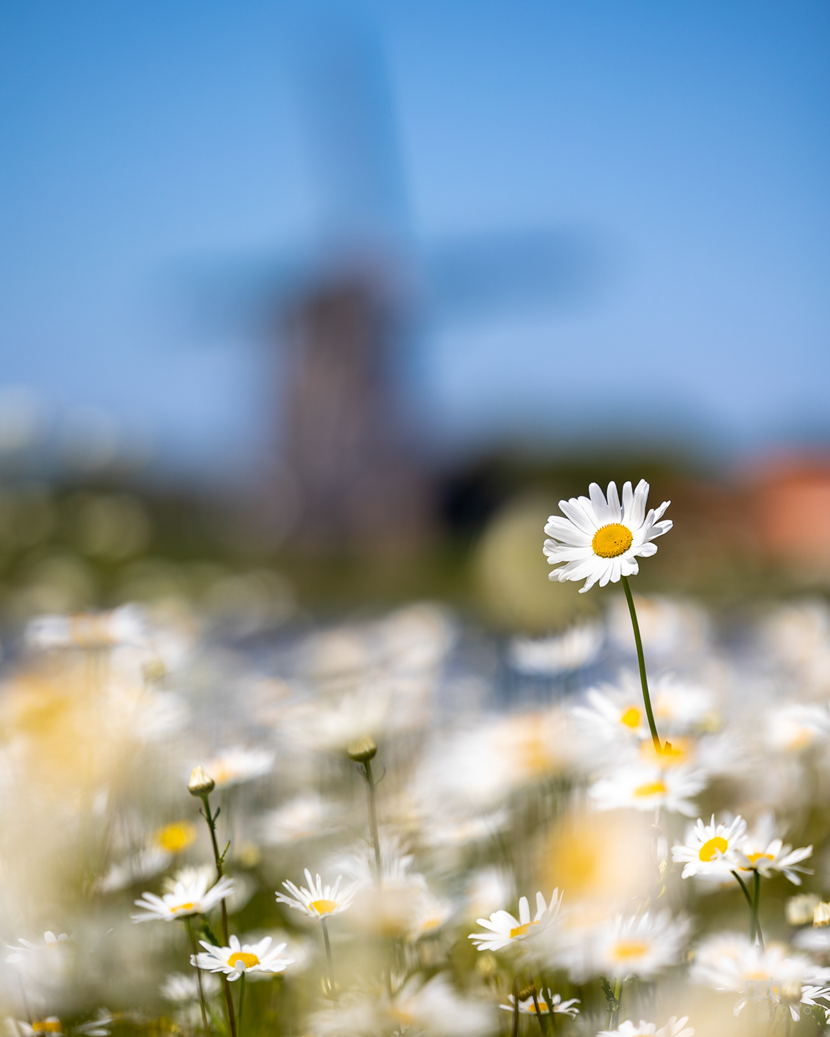 pidi.photo - Pieter van Dieren