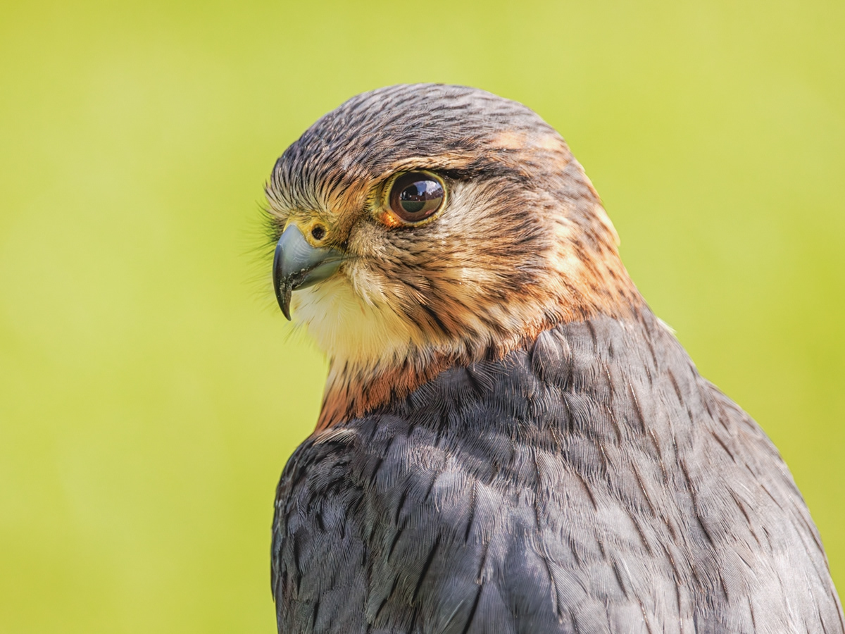 Kirkintilloch Camera Club - The KCC Blog