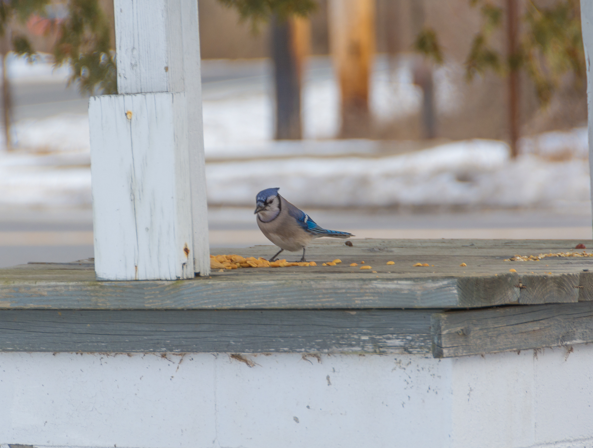 Color Spectrum Photos - Wildlife Photos Of 2016
