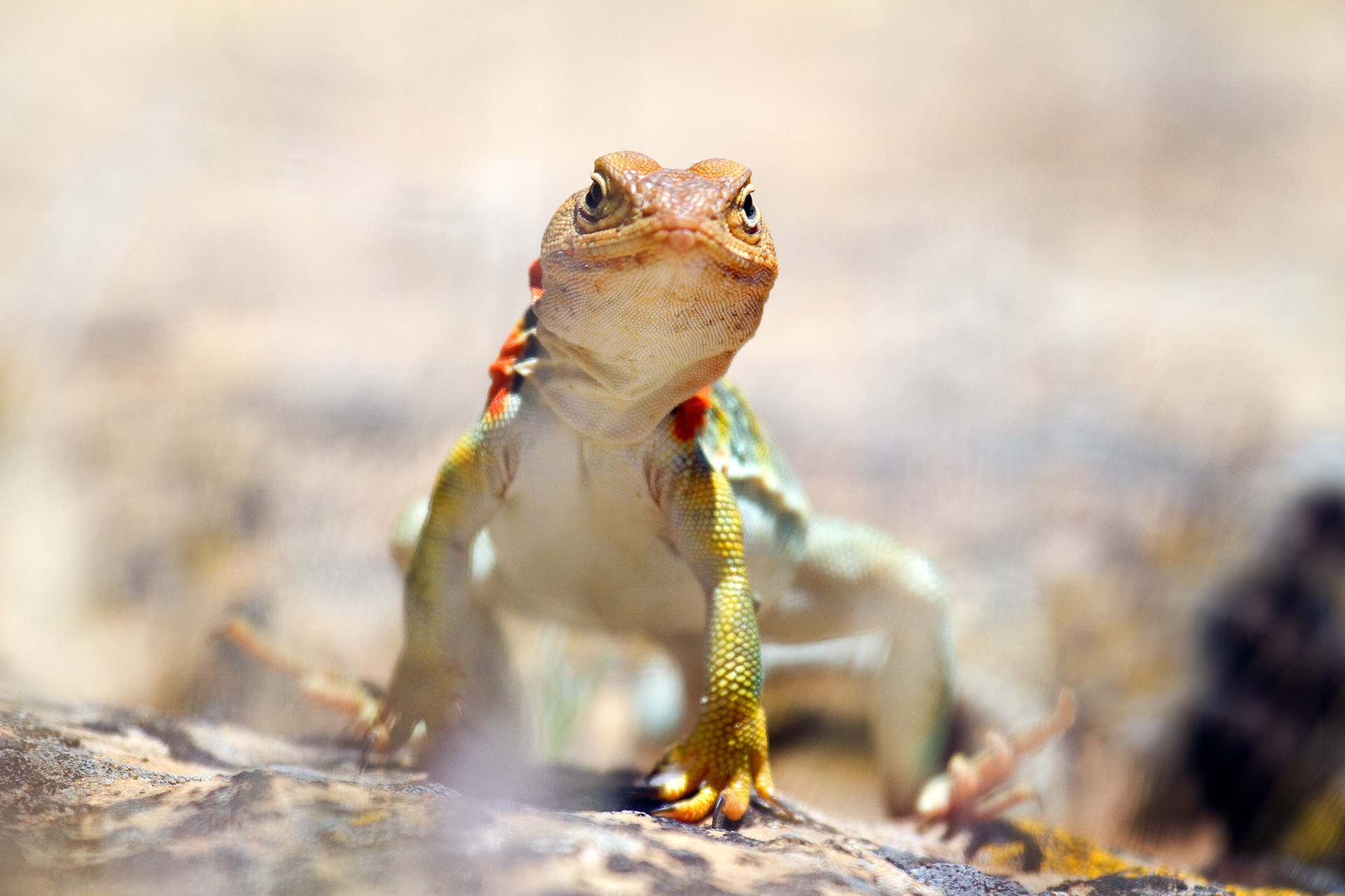 Crotaphytidae Photography - Featured Photographs