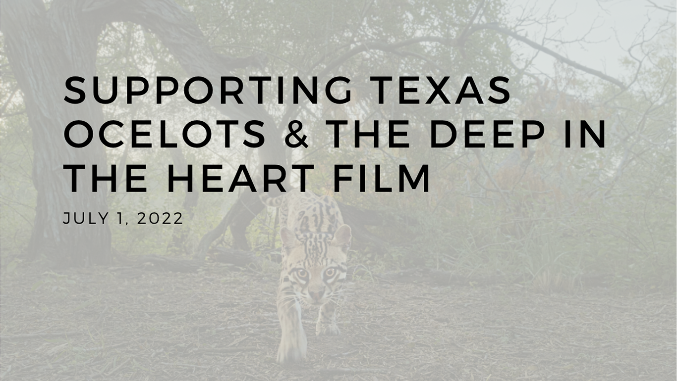 Recover Texas Ocelots - Caesar Kleberg breaks ground on Conservation ...