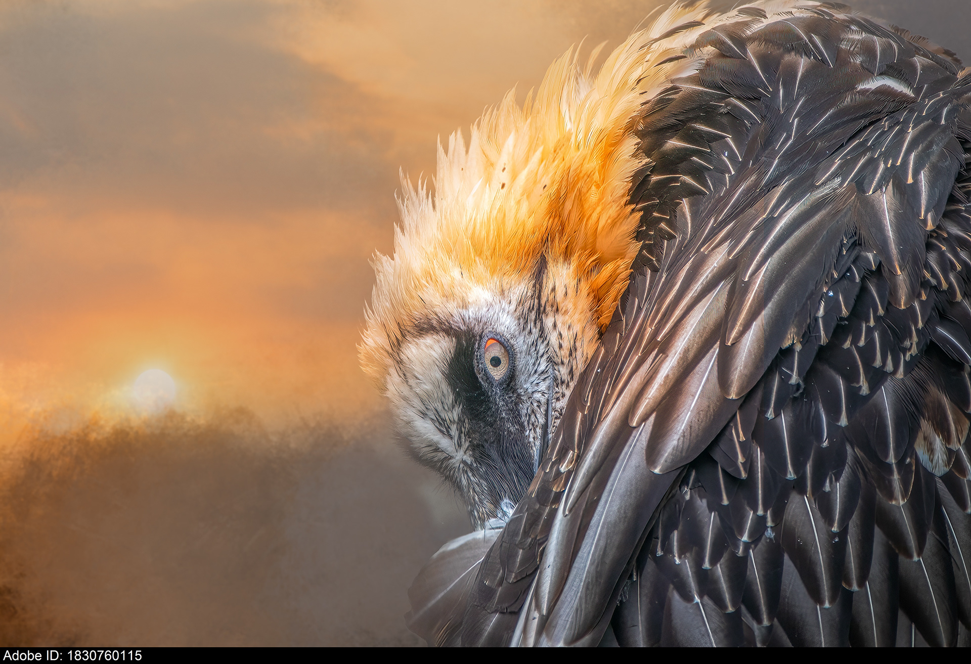 Ralph Lear | Commercial Outdoor & Lifestyle Hobby Photographer - Animal ...