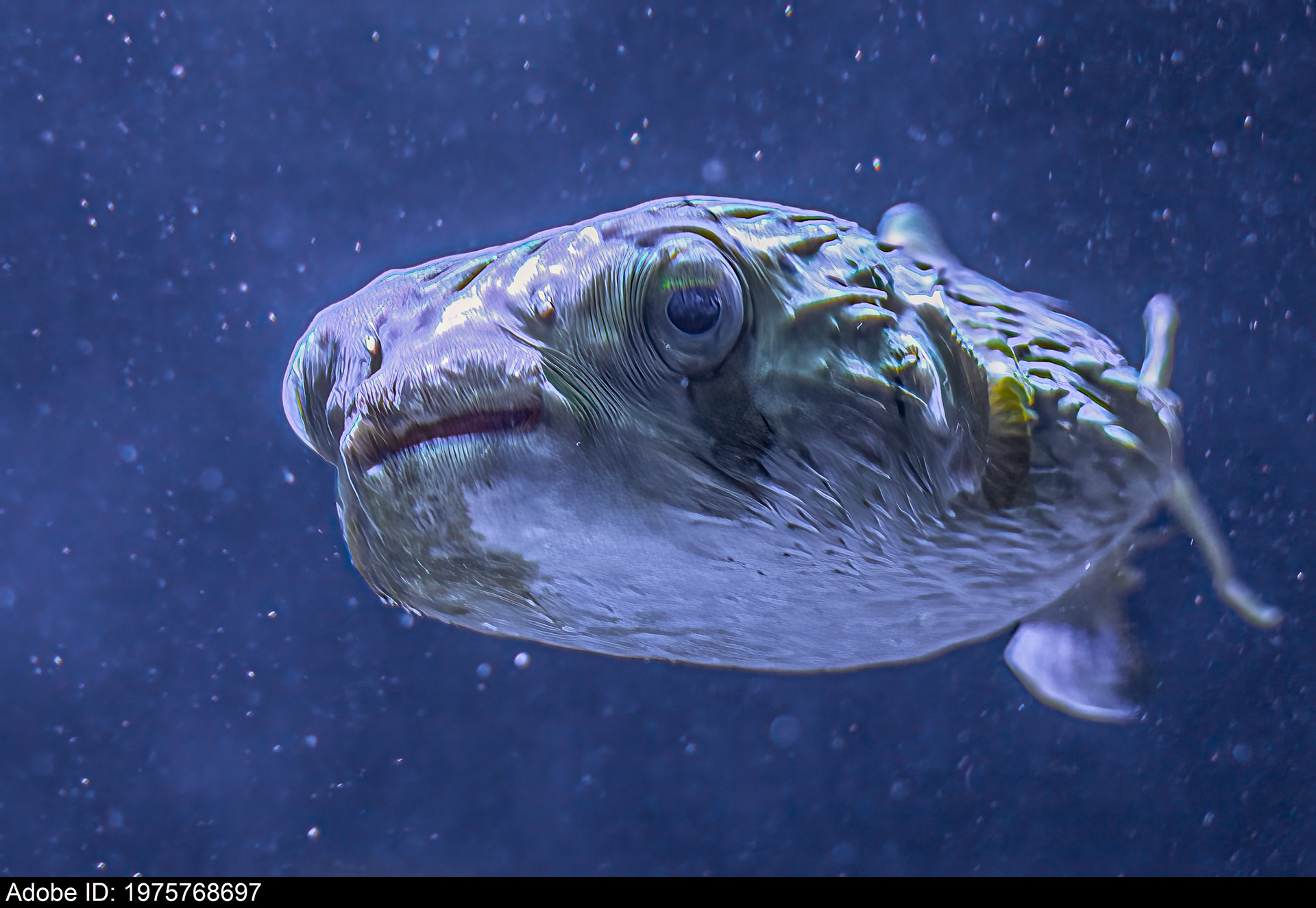 Ralph Lear | Commercial Outdoor & Lifestyle Hobby Photographer - Animal ...