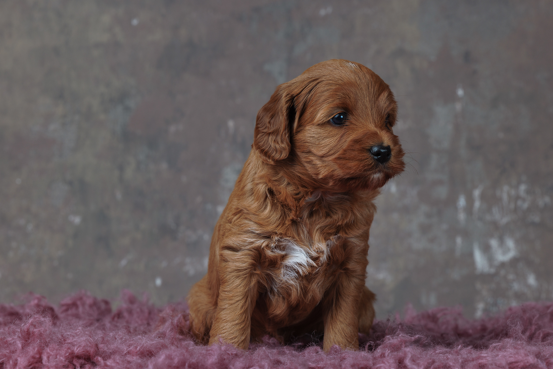 Mischa's Doodles - Charlie Brown x Blitz
