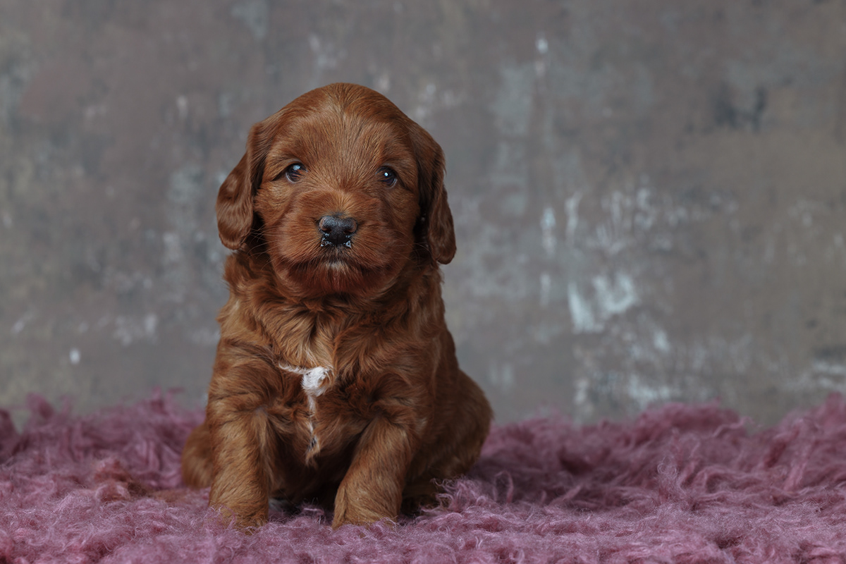 Mischa's Doodles - Charlie Brown x Blitz
