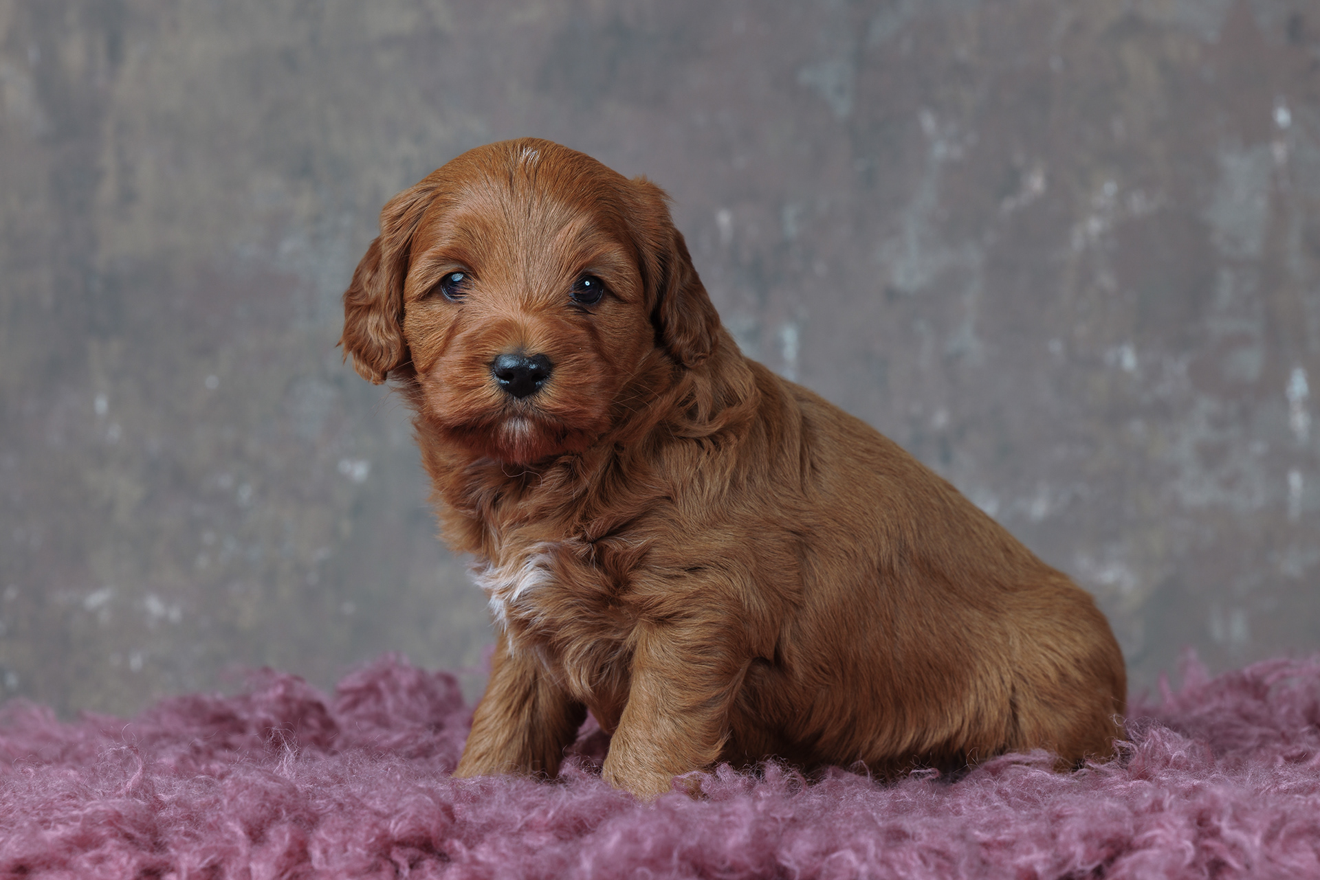 Mischa's Doodles - Charlie Brown x Blitz