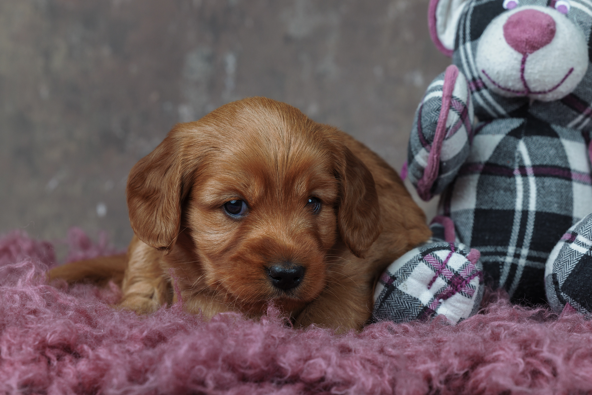 Mischa's Doodles - Charlie Brown x Blitz
