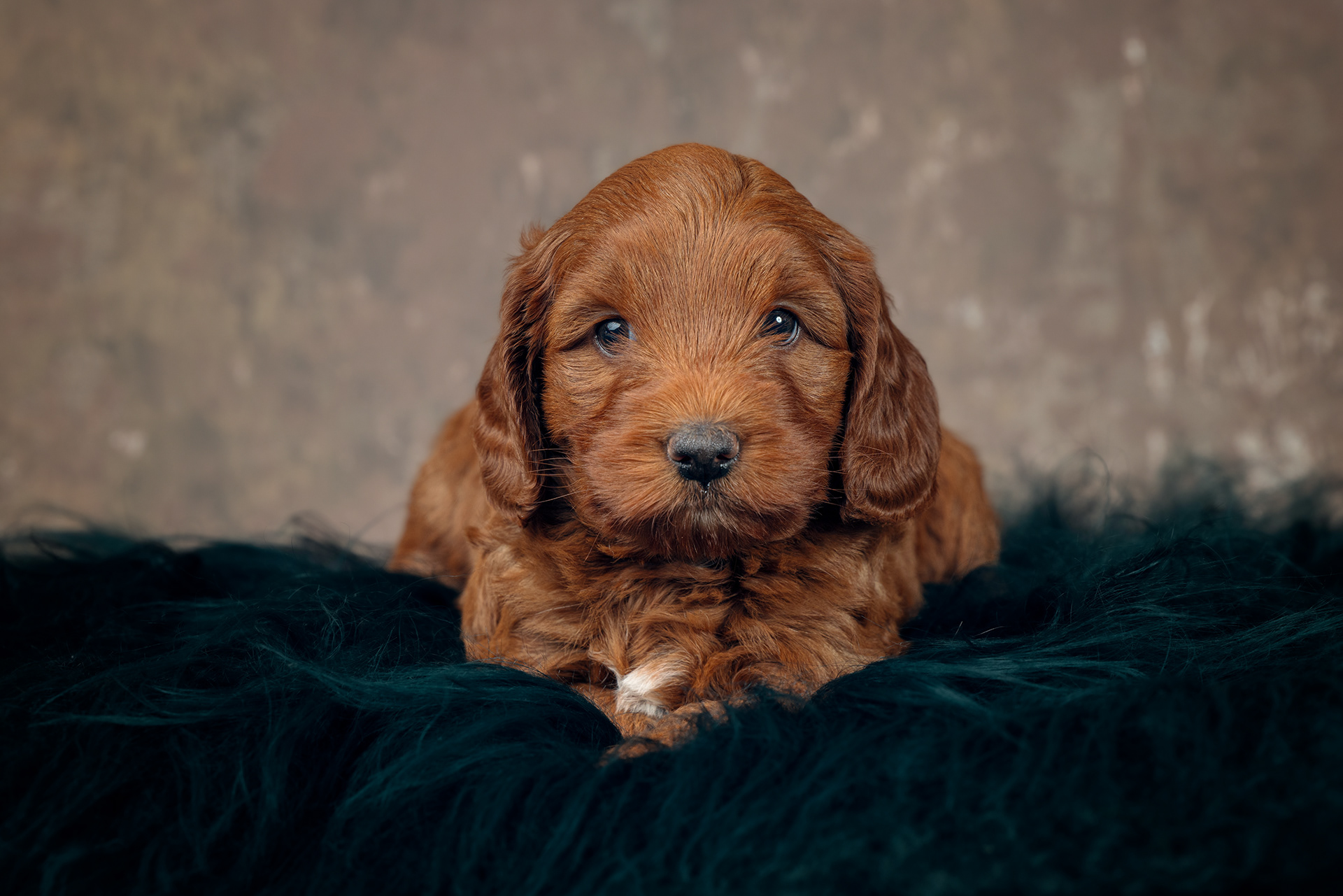 Mischa's Doodles - Charlie Brown x Blitz