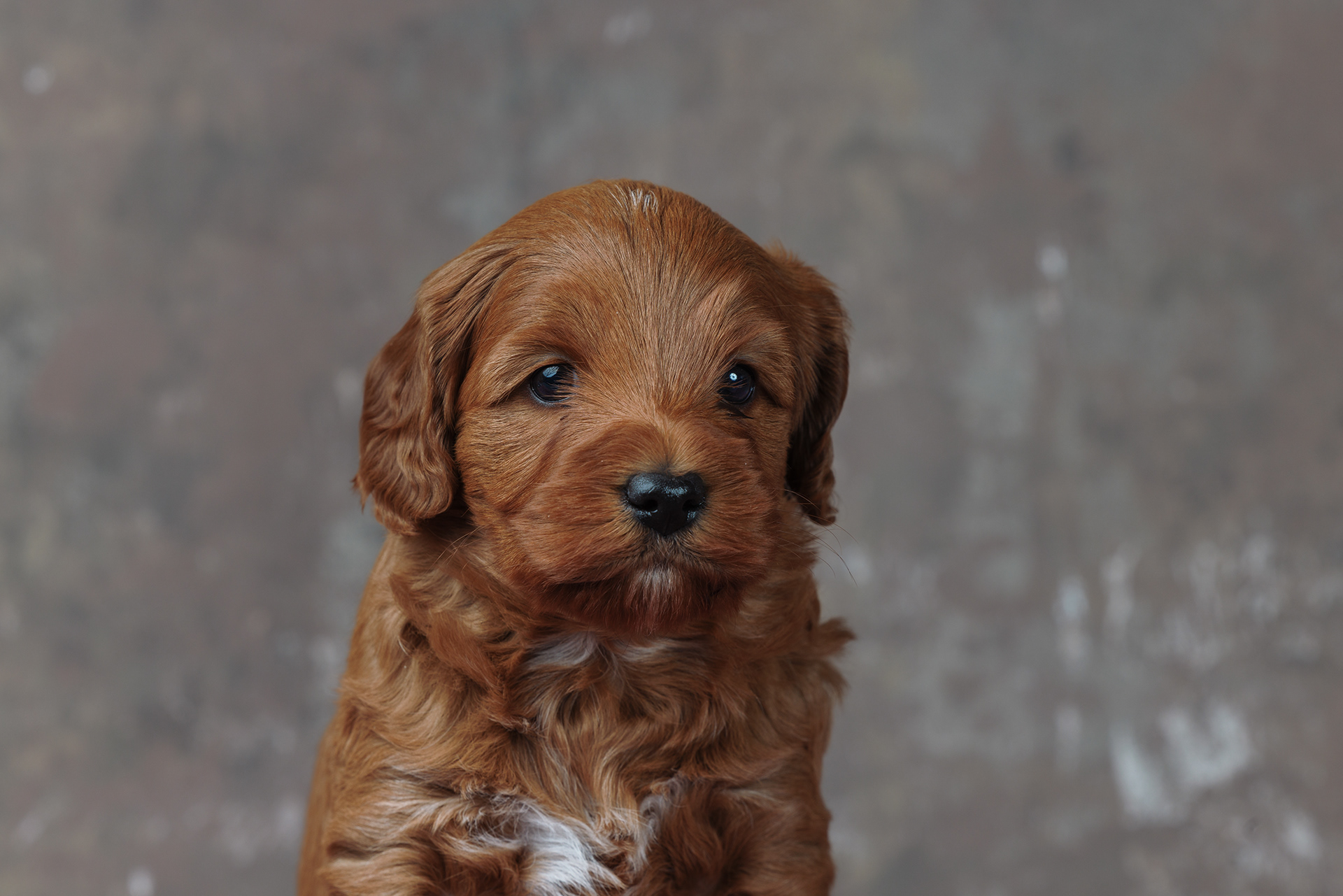 Mischa's Doodles - Charlie Brown x Blitz