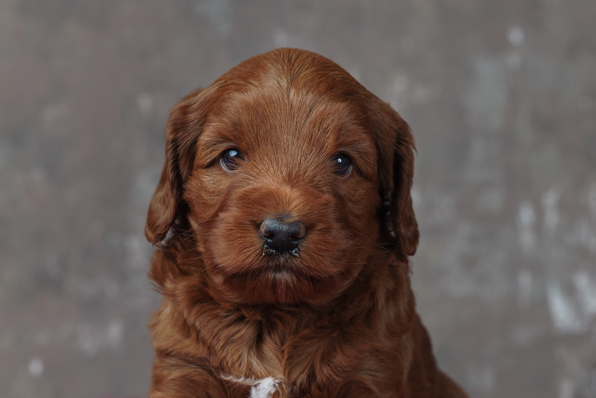 Mischa's Doodles - Charlie Brown x Blitz