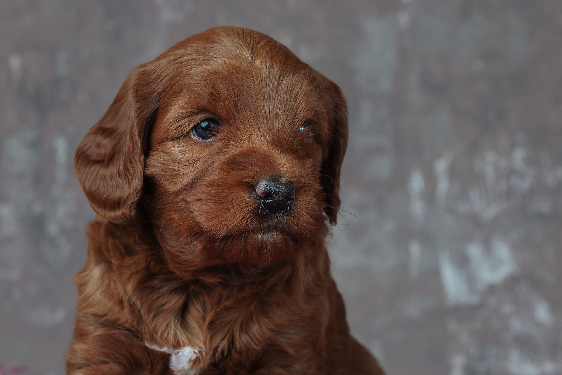 Mischa's Doodles - Charlie Brown x Blitz