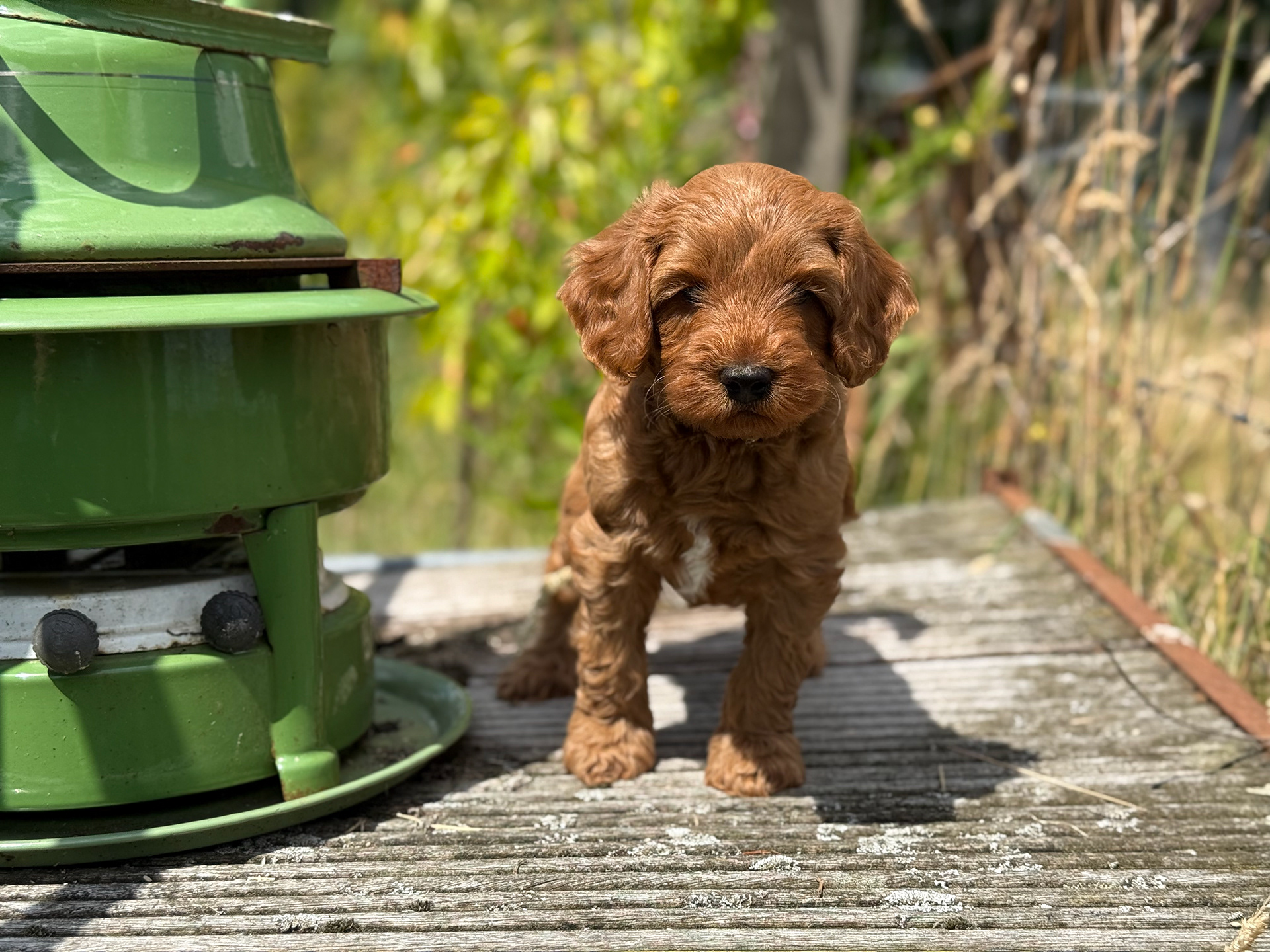Mischa's Doodles - Lizzy x Pepper