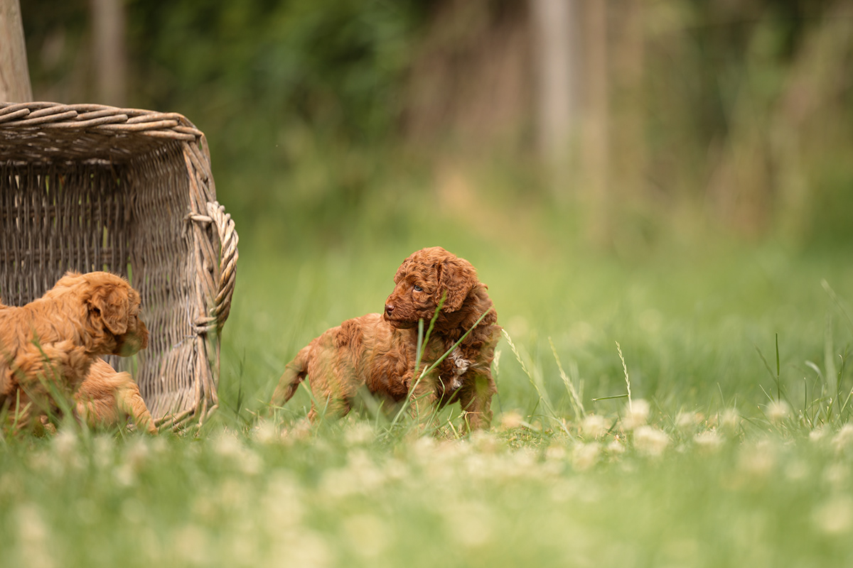 Mischa's Doodles - Lizzy x Pepper