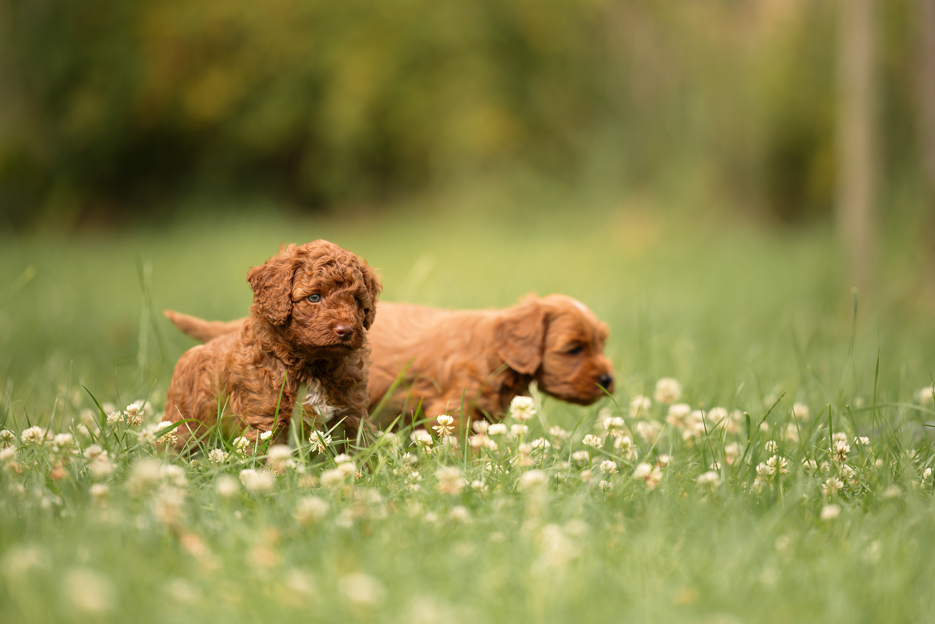 Mischa's Doodles - Lizzy x Pepper