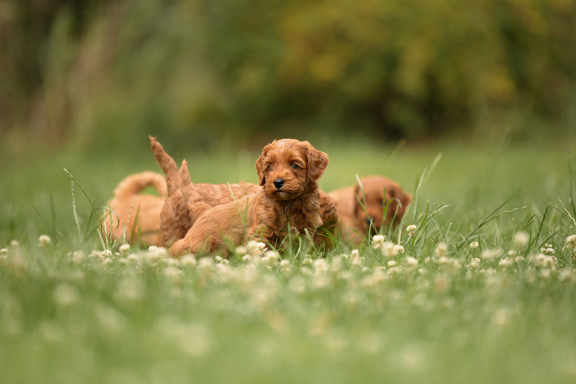 Mischa's Doodles - Lizzy x Pepper