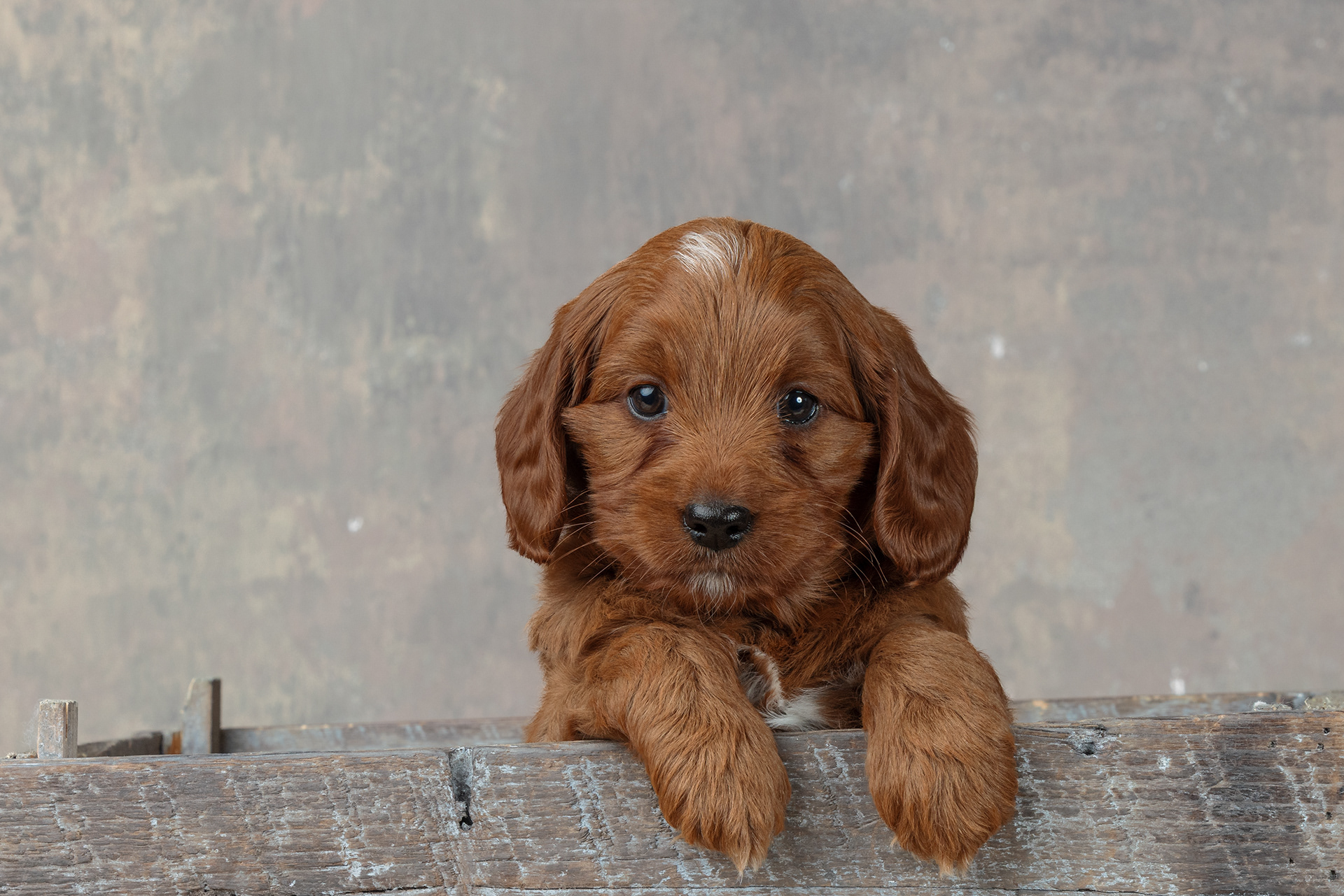 Mischa's Doodles - Charlie Brown x Blitz