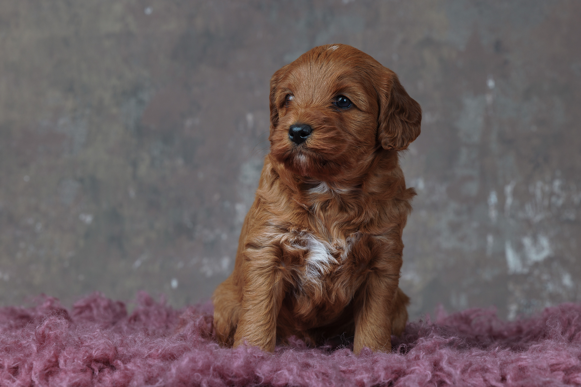 Mischa's Doodles - Charlie Brown x Blitz
