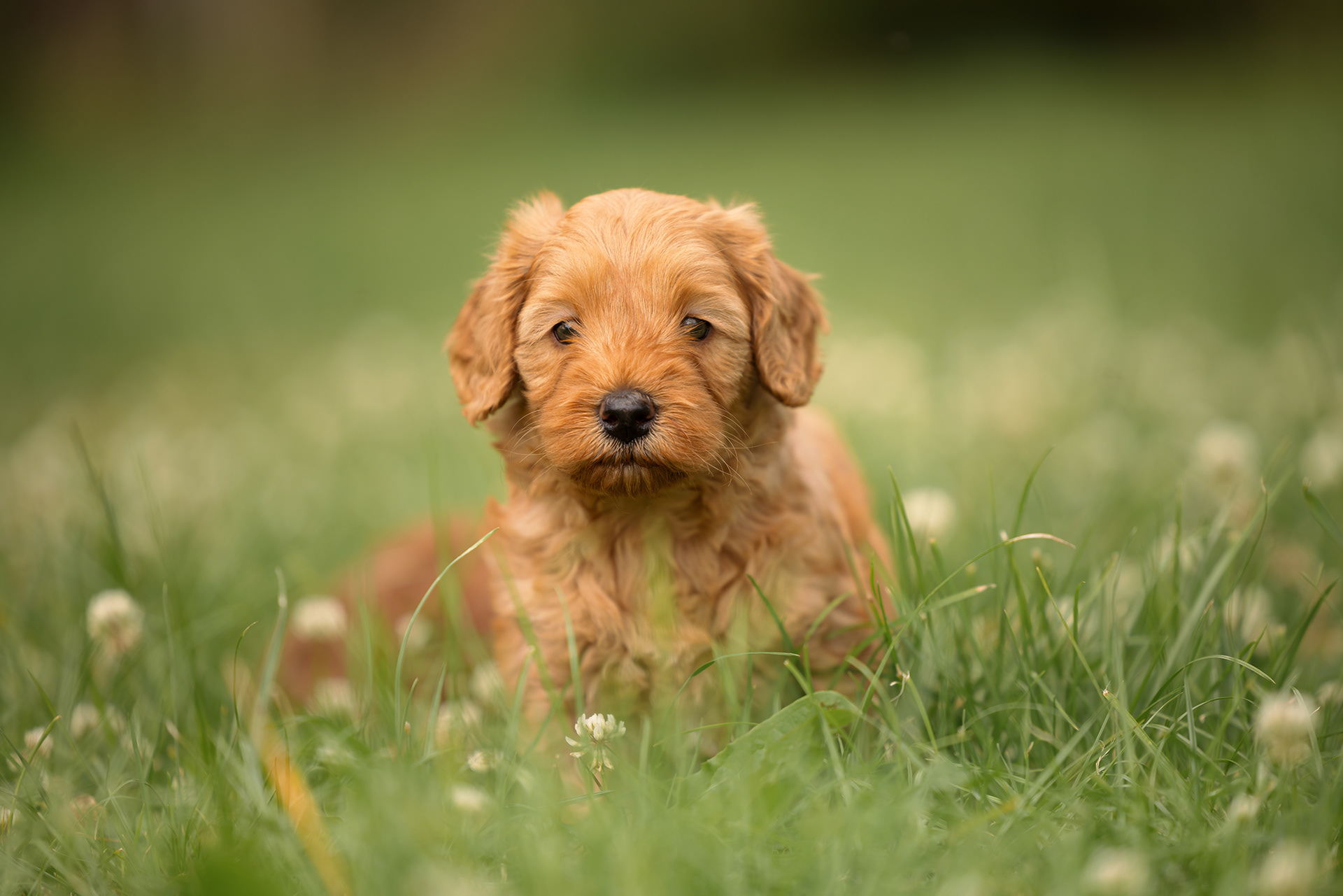 Mischa's Doodles - Lizzy x Pepper