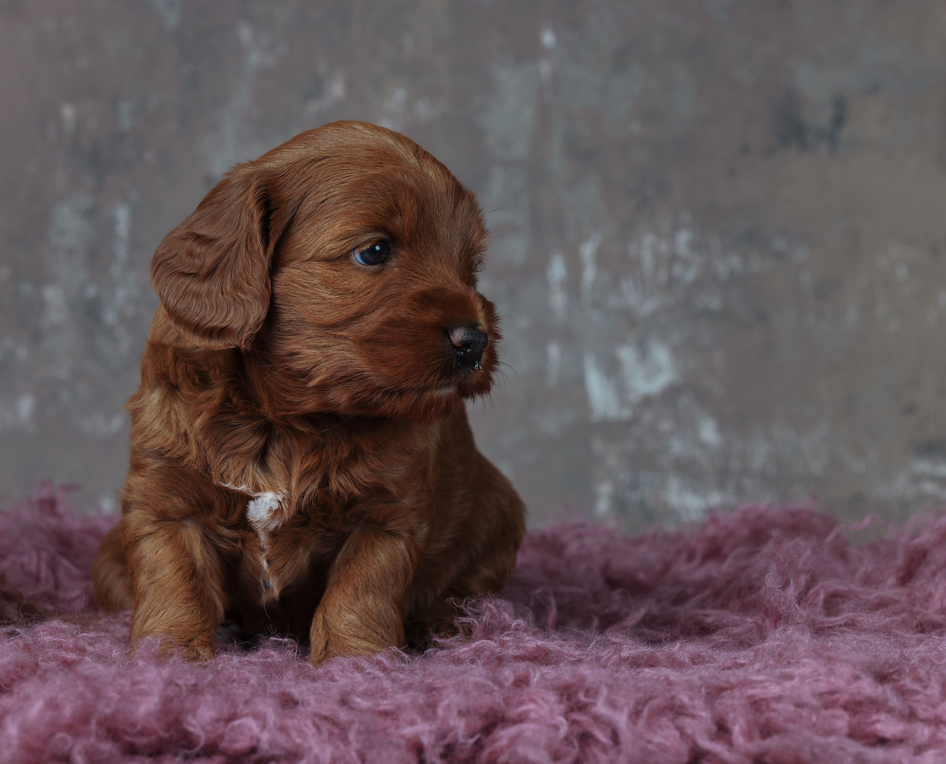 Mischa's Doodles - Charlie Brown x Blitz