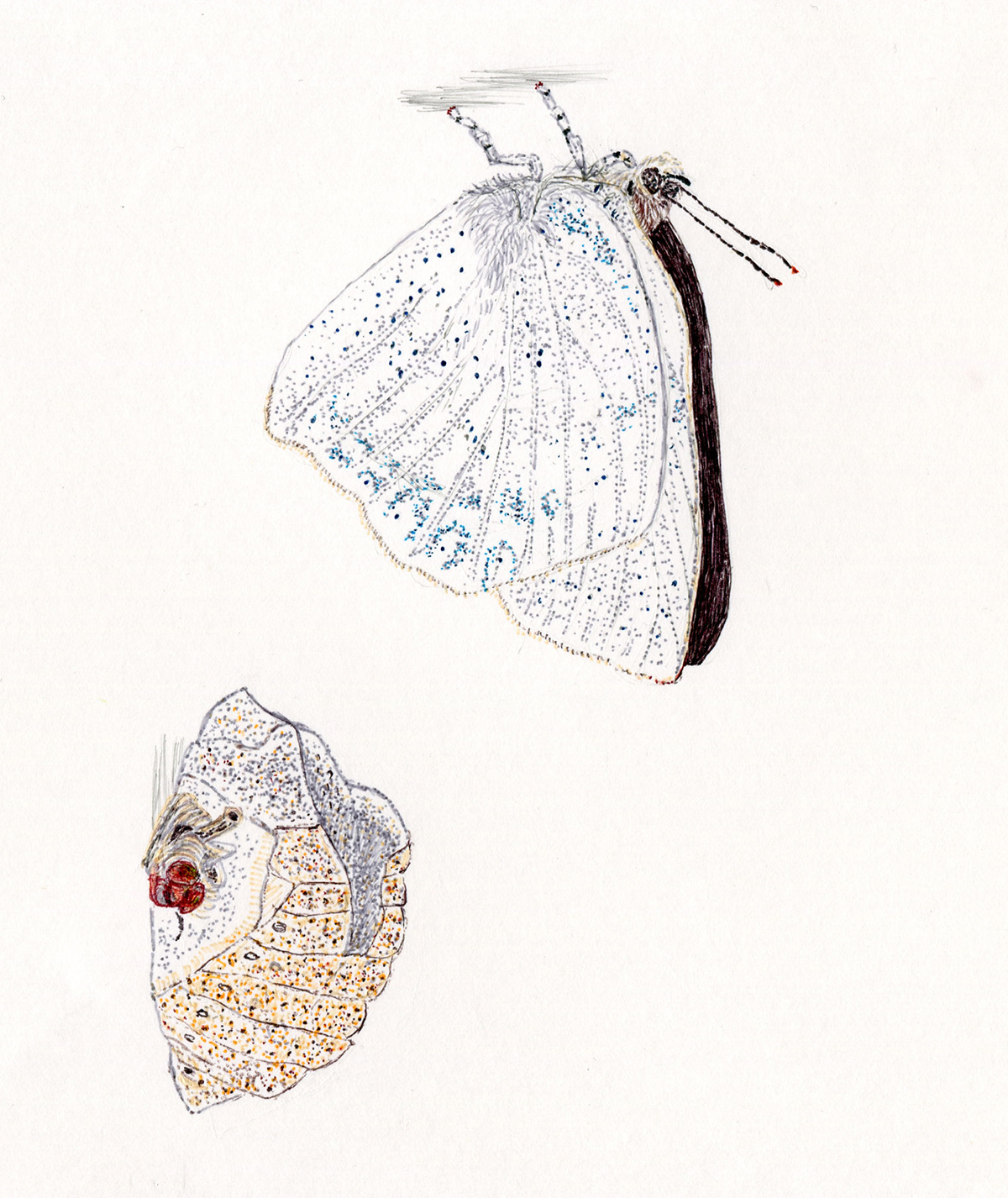 Suzuko Momoyama Insects - イモムシ画家 - 桃山鈴子 - Angled sunbeam