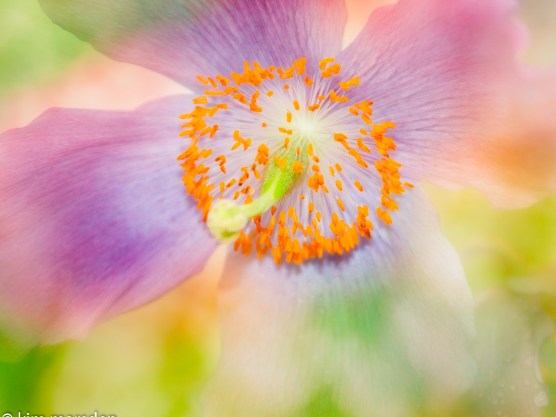 Kim Marsden - Floral & Gardens