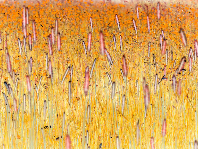 Kim Marsden - A Different View