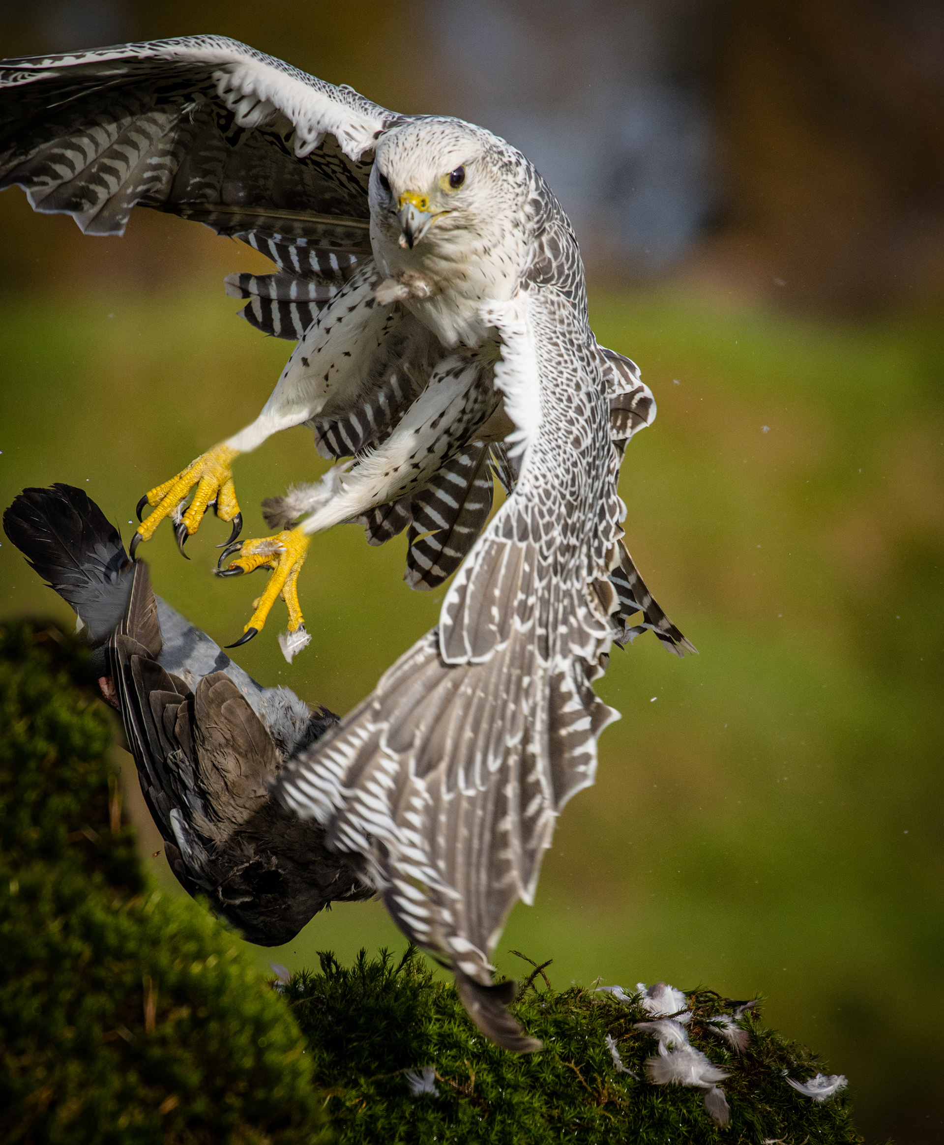 Nick Boersma (Aviation Photos) - Vogels