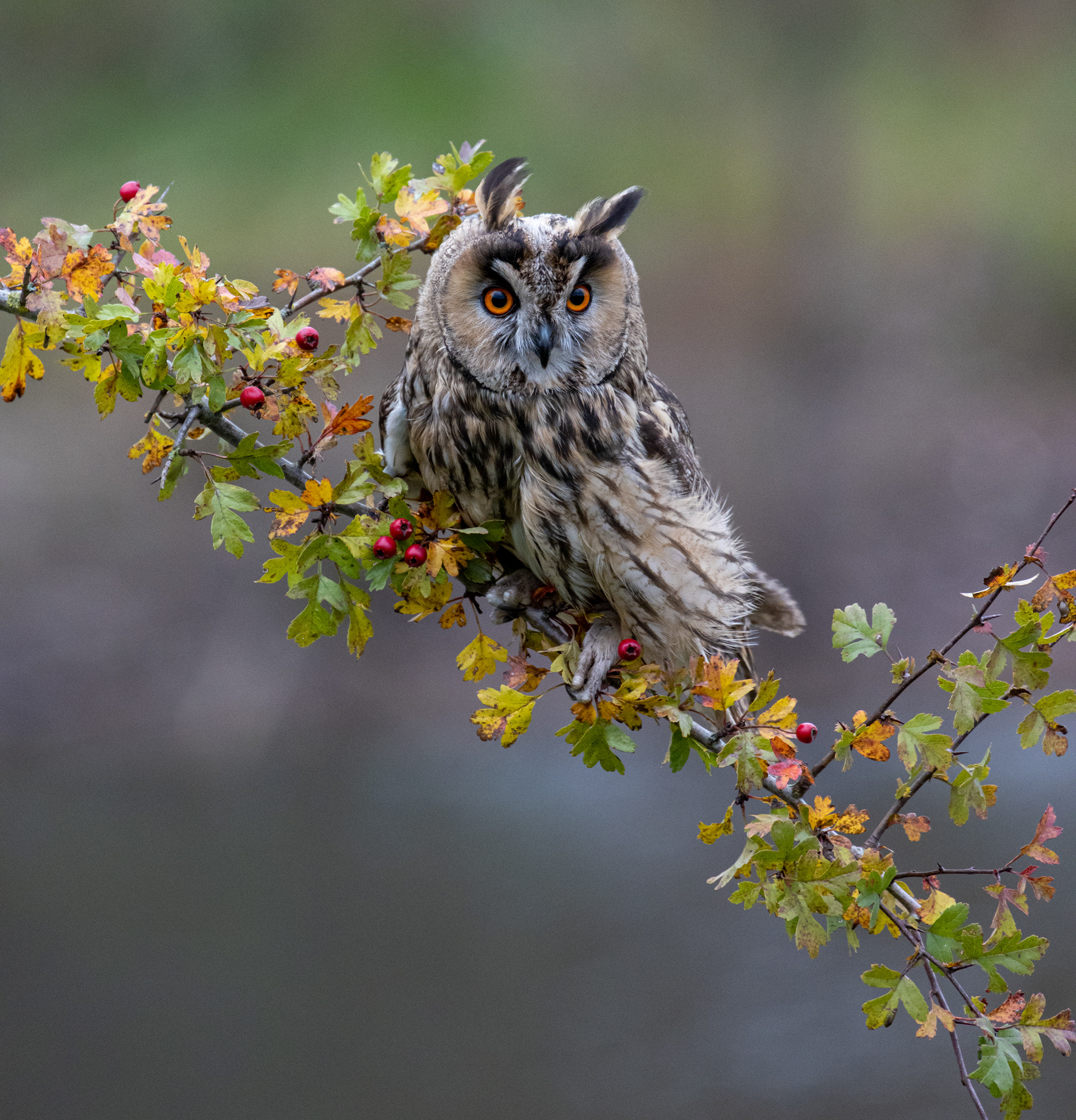 Nick Boersma (Aviation Photos) - Vogels