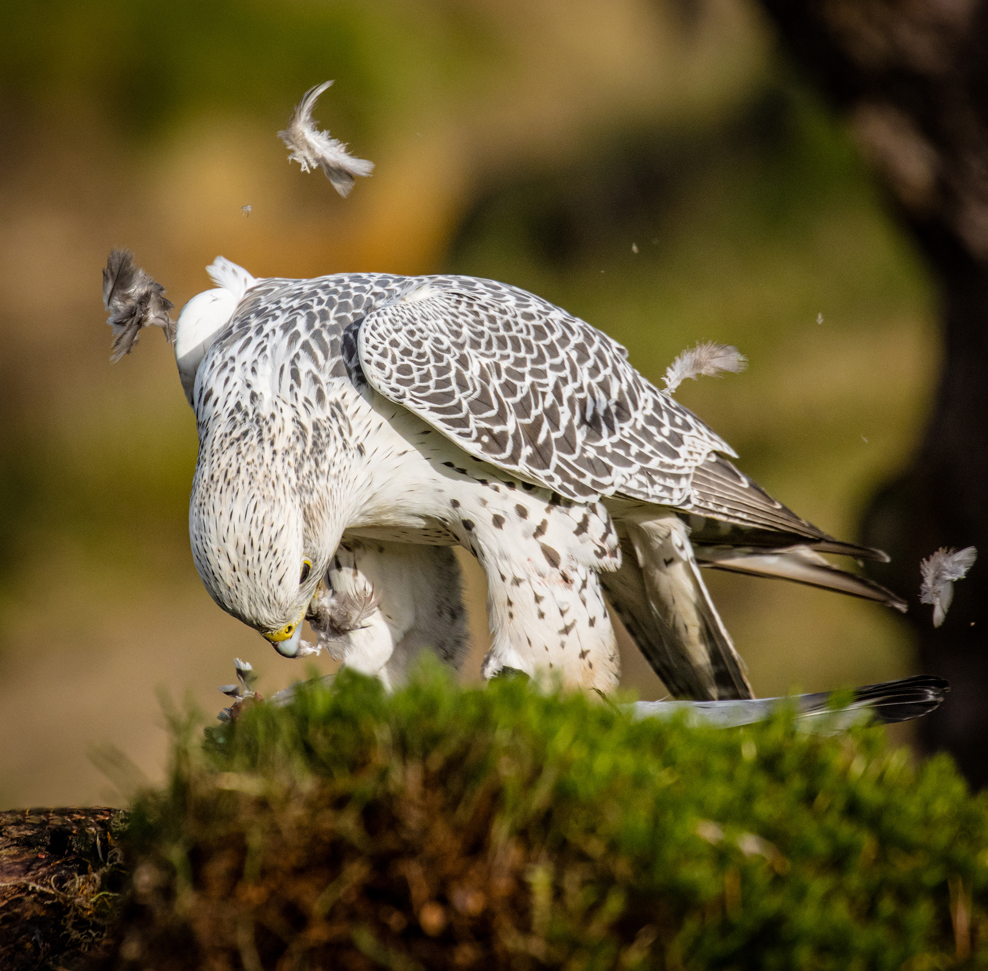 Nick Boersma (Aviation Photos) - Vogels