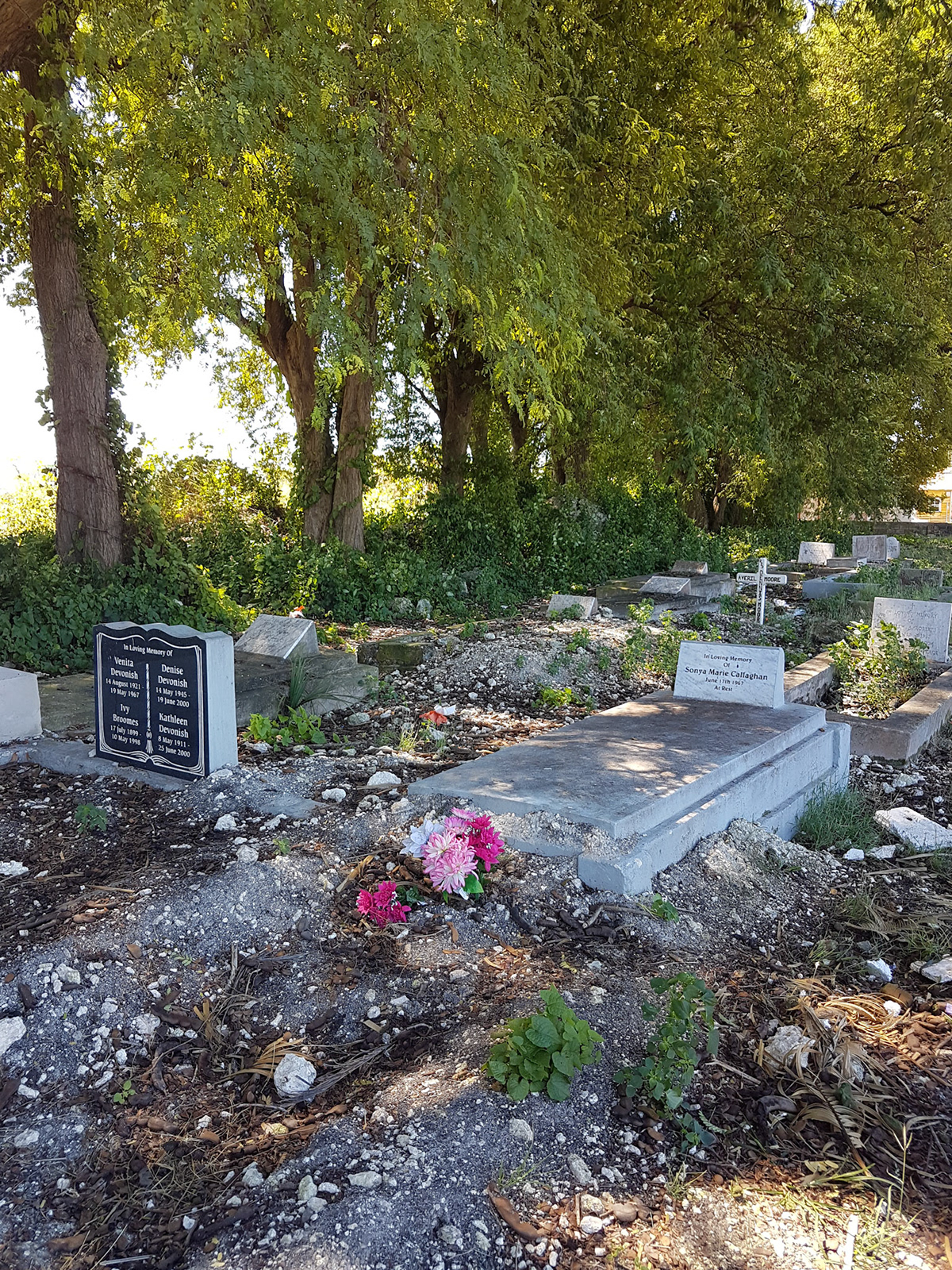 Barbados Photos - Westbury Cemetery