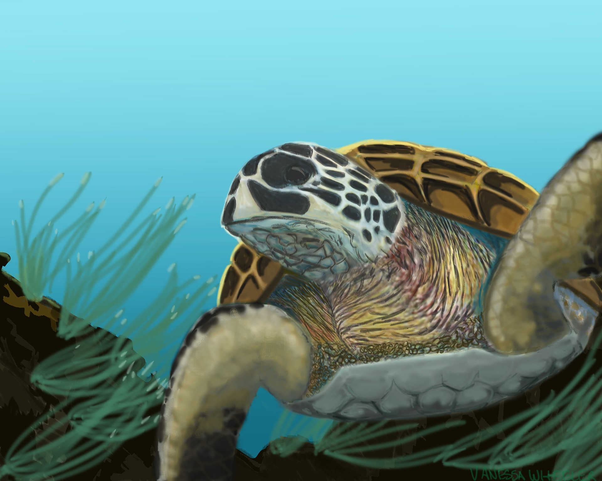 Vanessa Wheeler - Sea Turtle Digital Painting