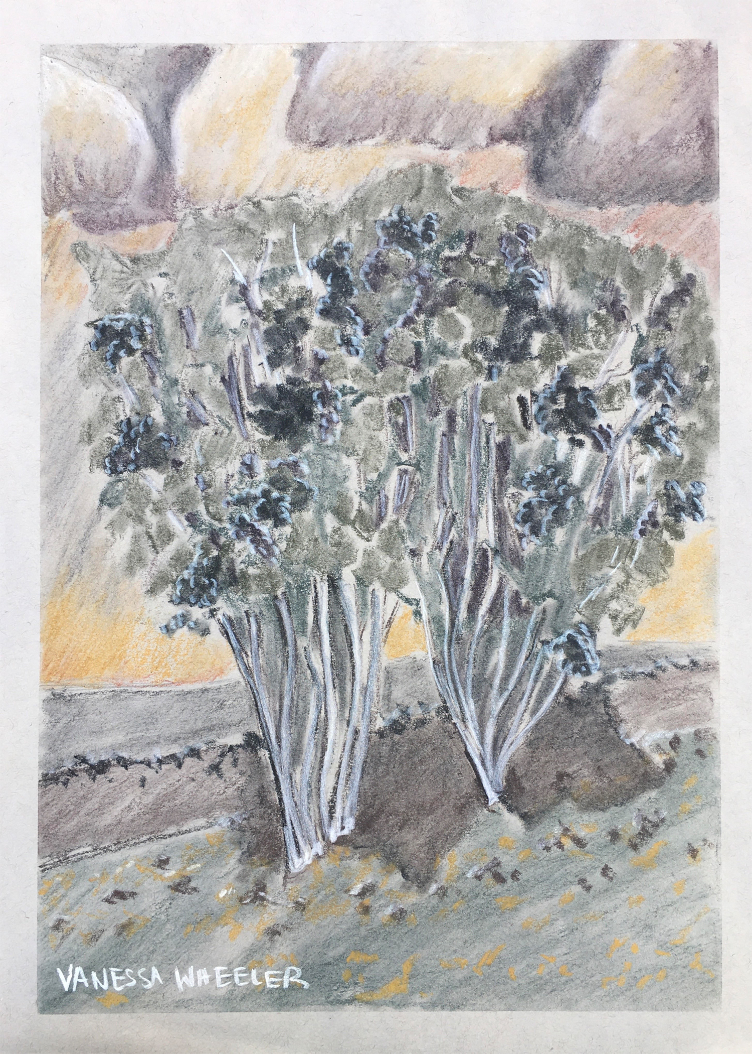 Vanessa Wheeler - The Oregon Grape Bush