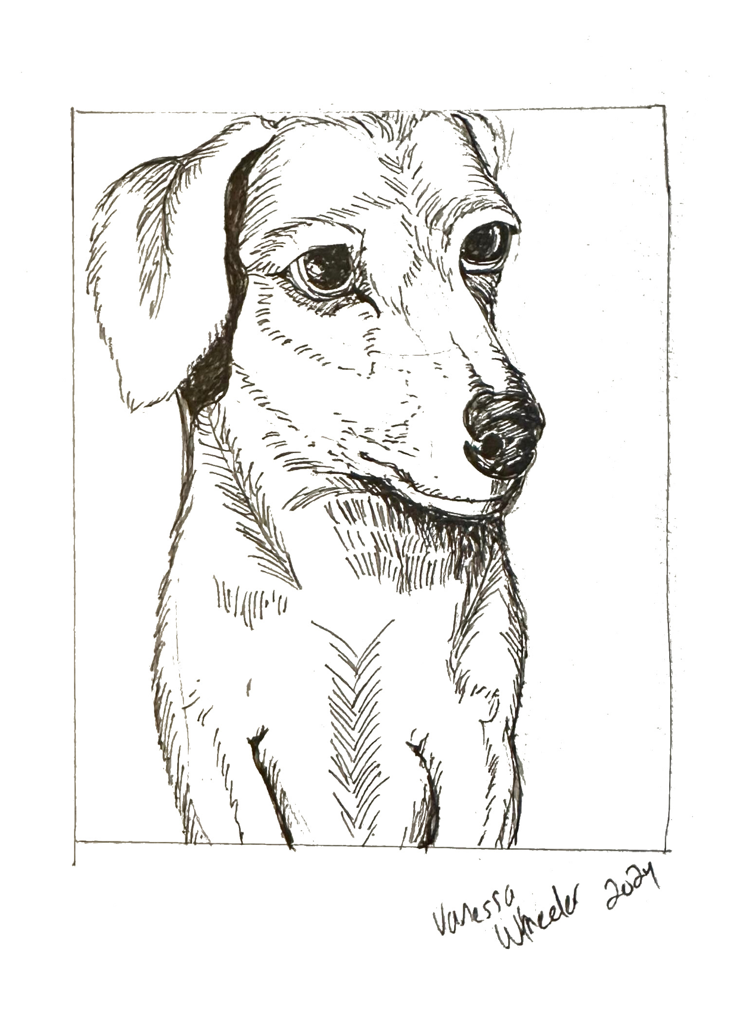 Vanessa Wheeler - Chiweenie in Pen 1A