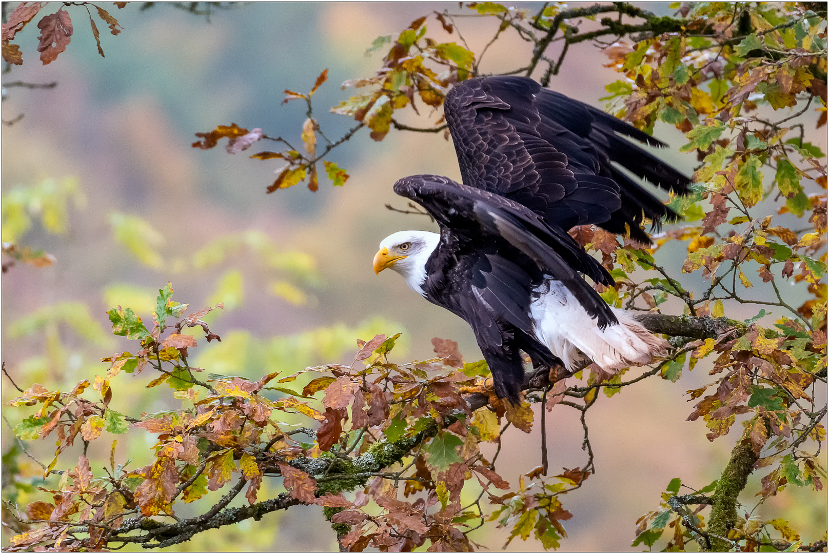 Martin Patz - Recently added...