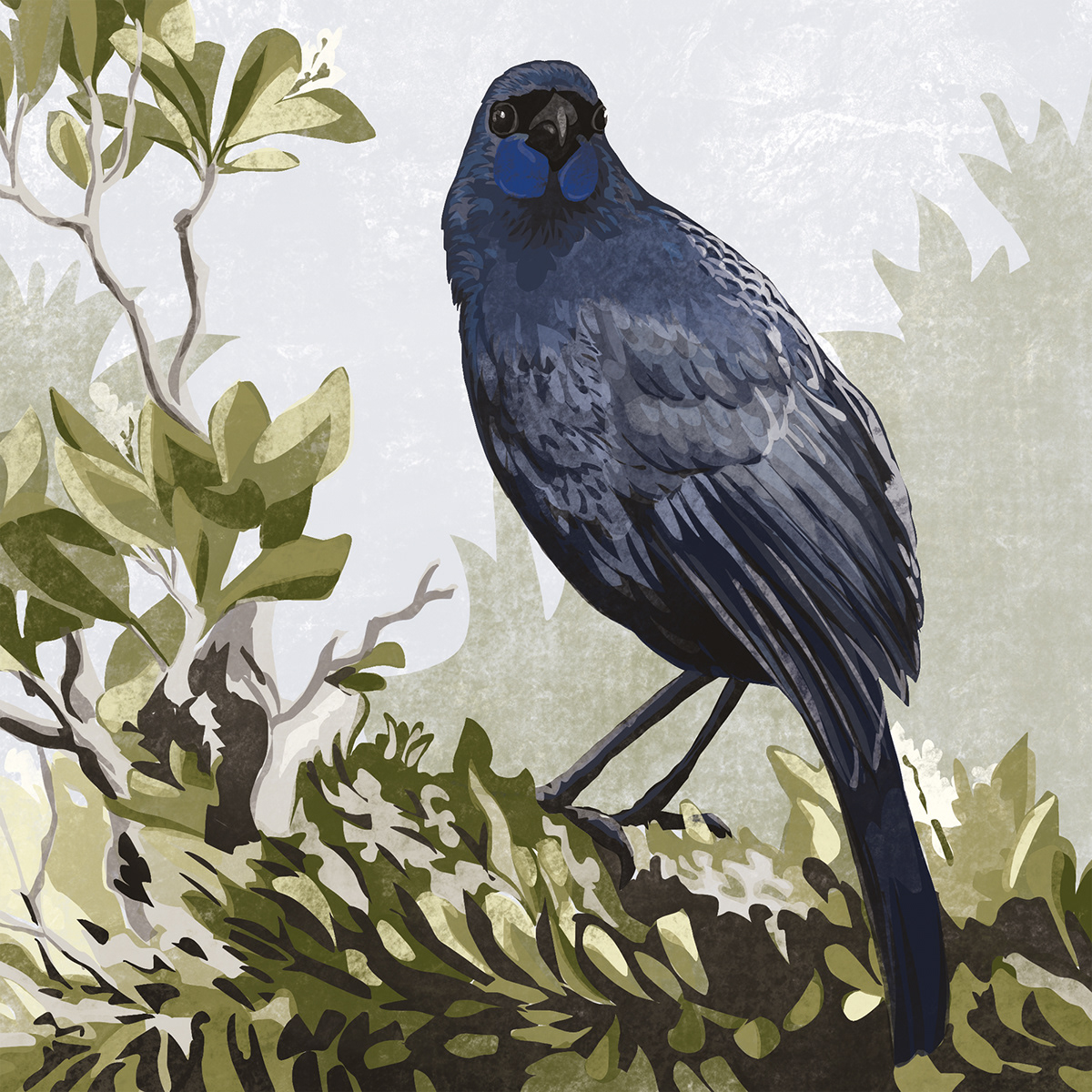Artwork by Emma-Kate Moore | studioEKM - Native Birds of New Zealand