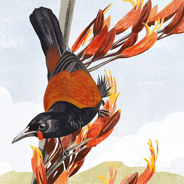 Artwork by Emma-Kate Moore | studioEKM - Native Birds of New Zealand