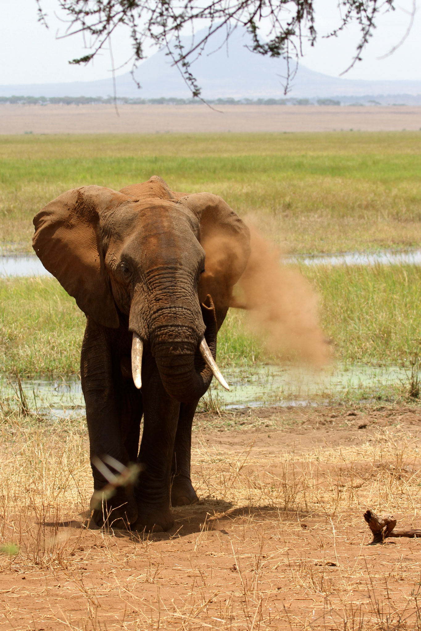 planetchapman - Elephants & giraffe