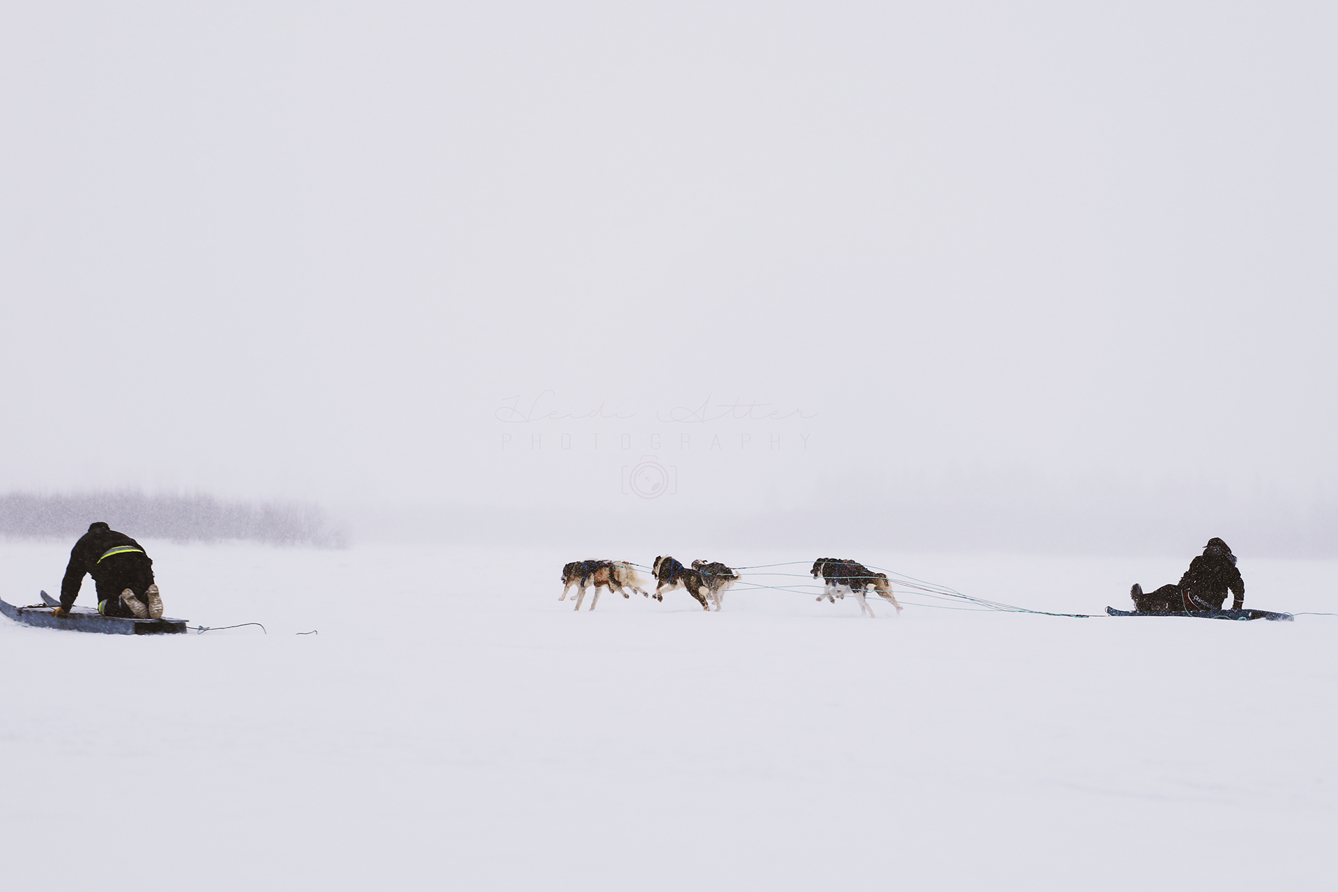 Heidi Atter - Labrador Winter Games Dog Sled Races