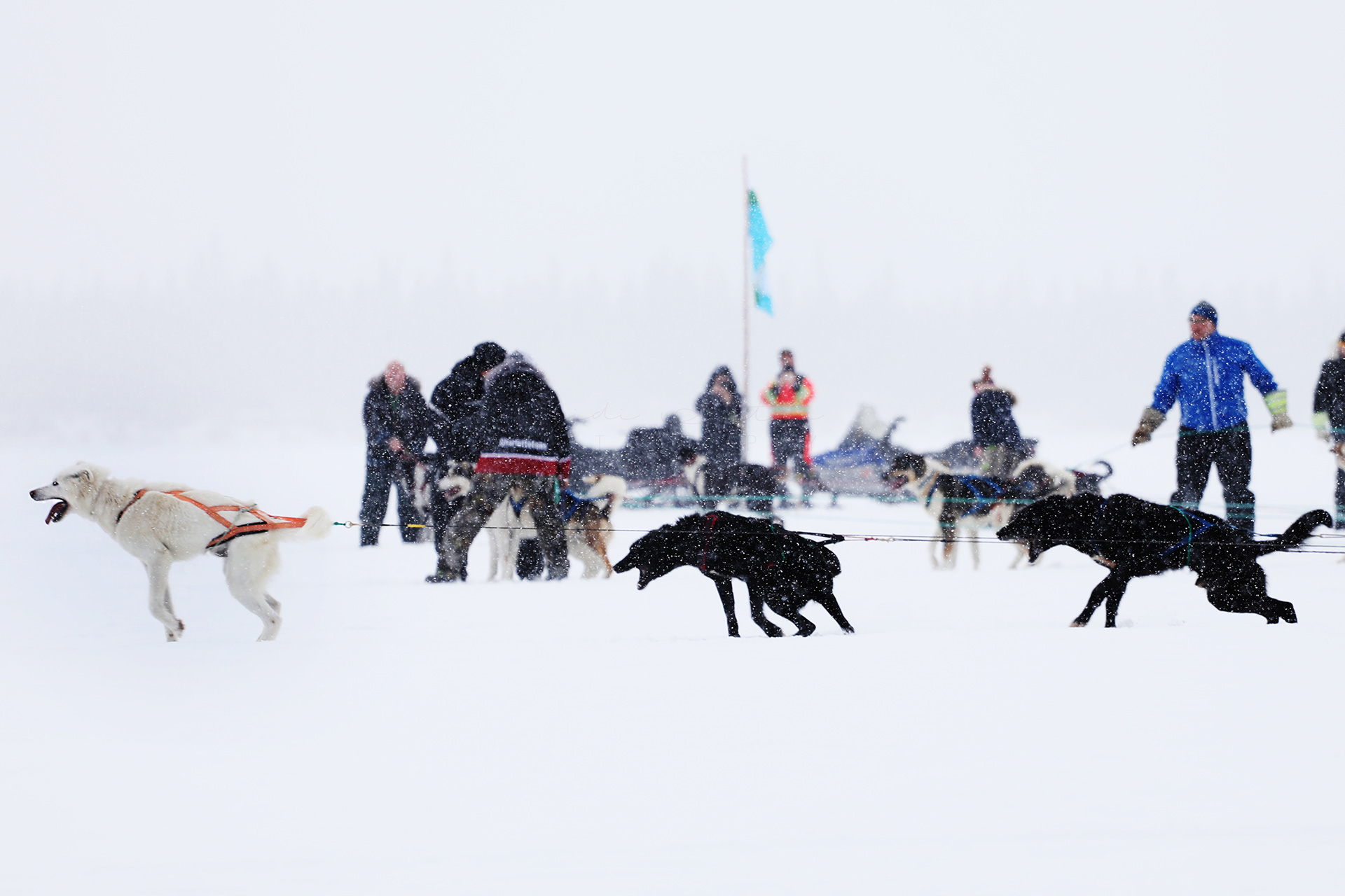 Heidi Atter - Labrador Winter Games Dog Sled Races