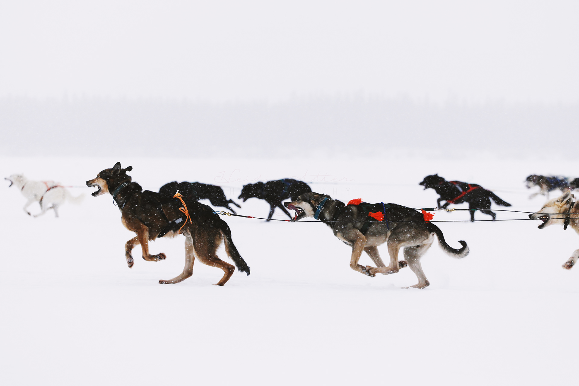 Heidi Atter - Labrador Winter Games Dog Sled Races