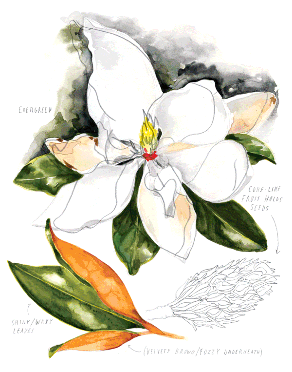 Jamie Runnells | Food Illustrator