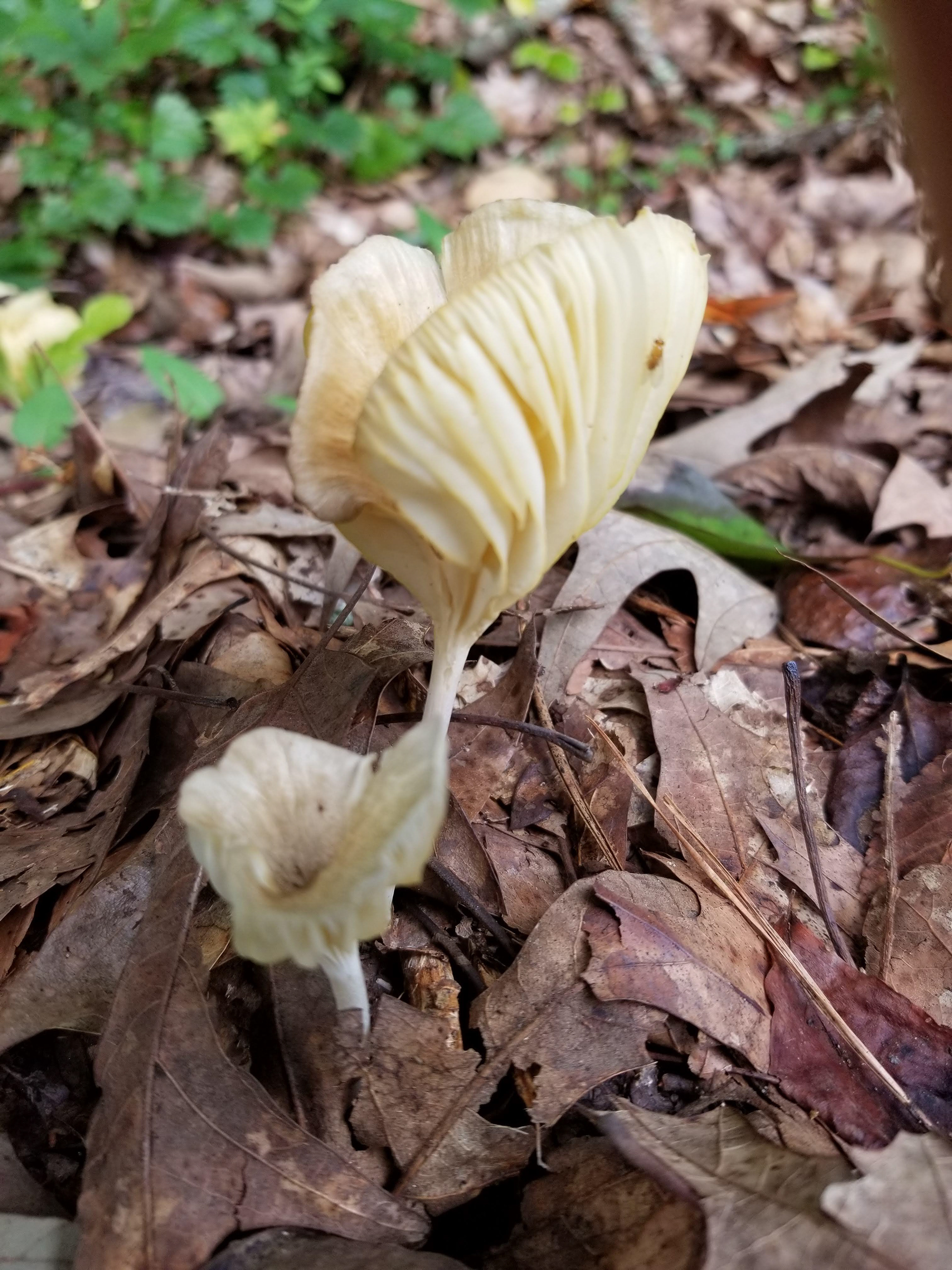 CATHERINE STRATTON - August Fungi (photography)