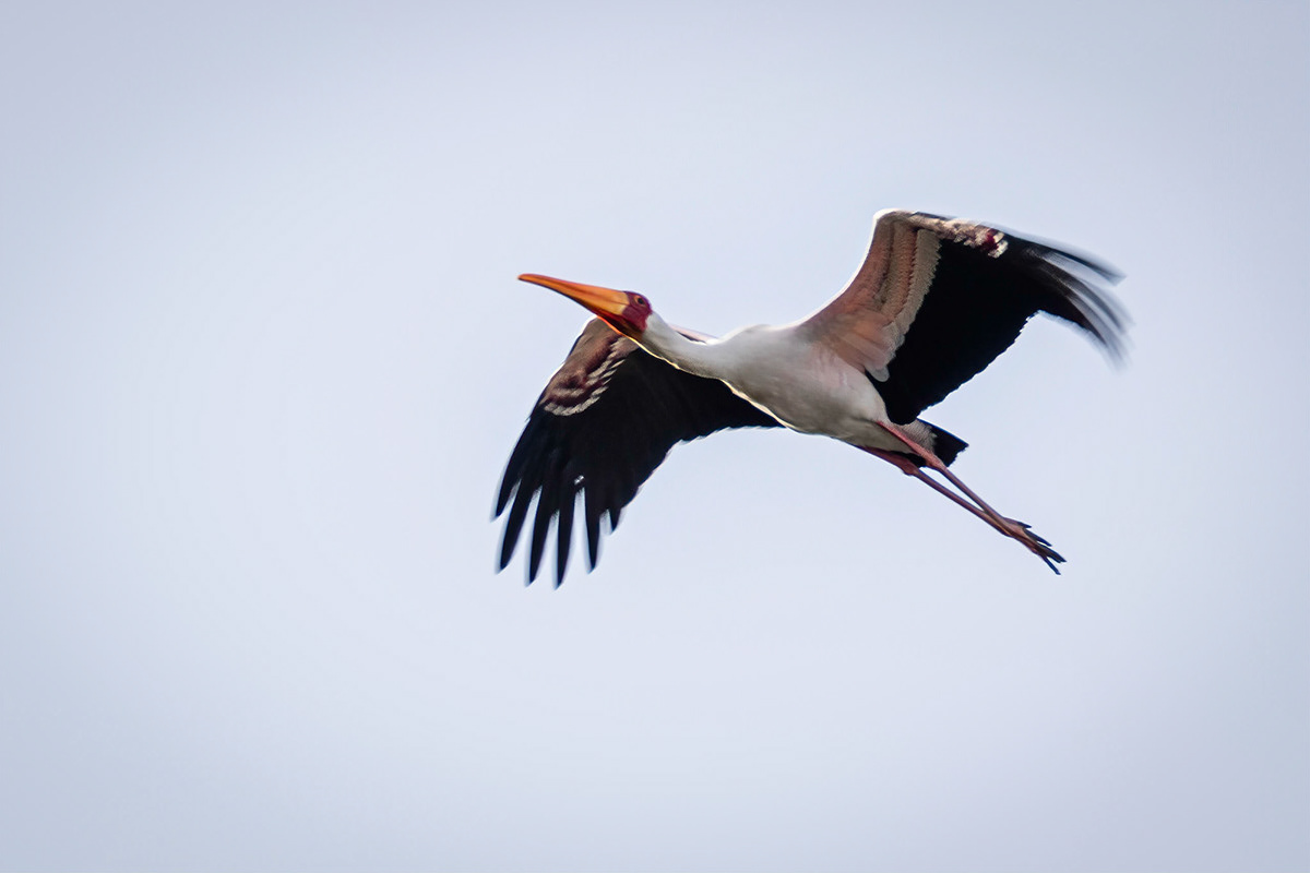 Kurt Kristensen - Lake Naivasha